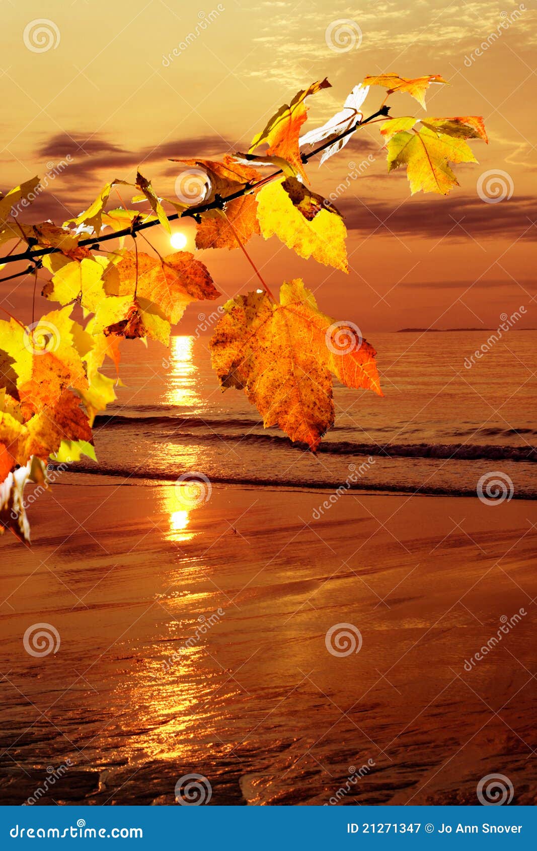 Fall morning stock image. Image of tree, fall, sunrise - 21271347