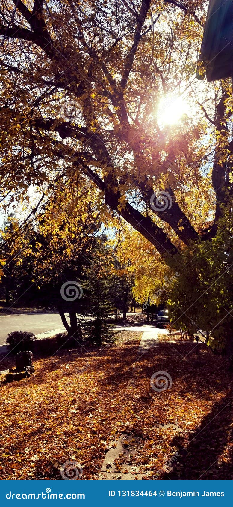 Fall mornings stock photo. Image of trees, colors, mornings - 131834464