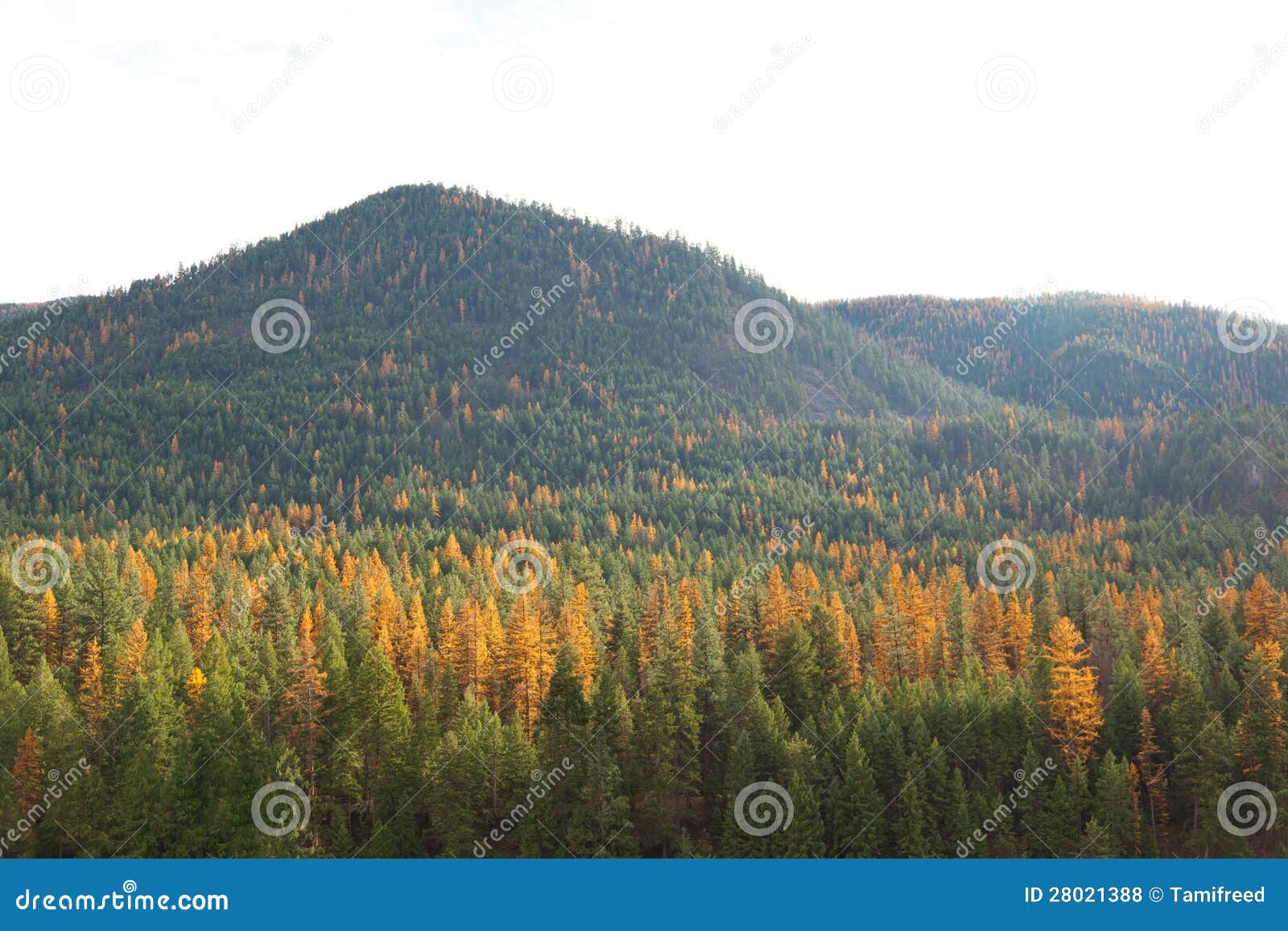 Fall Mountain Side stock photo. Image of sprinkled, trees - 28021388