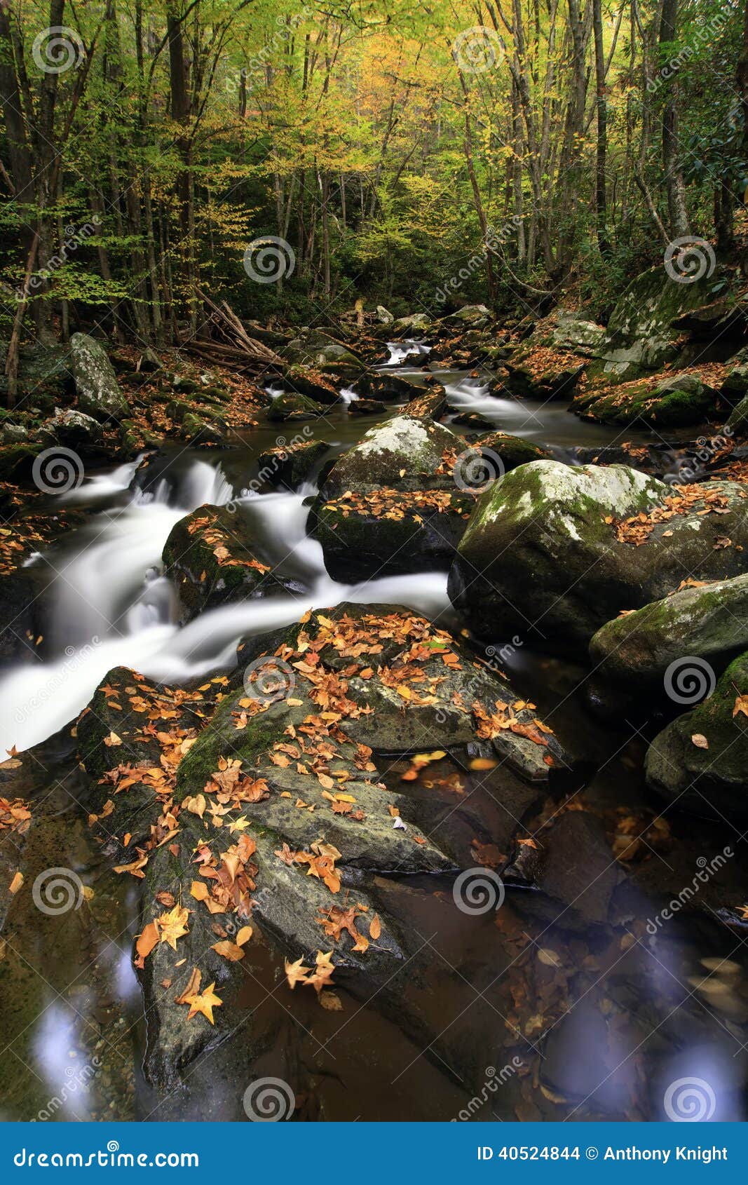 Fall Mountain Stream stock photo. Image of ecology, leaves - 40524844