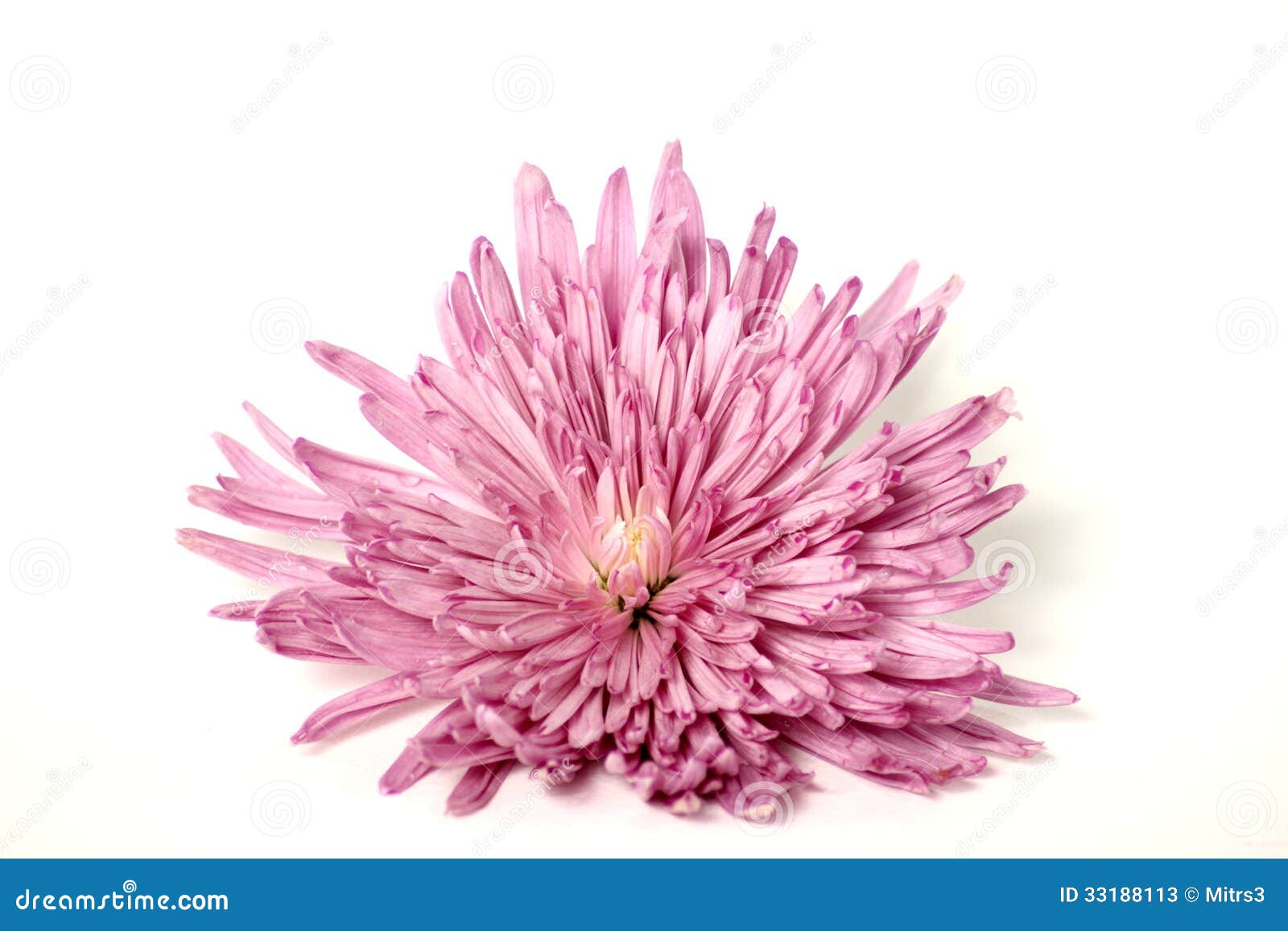 Fall Mum Flower on White Background Stock Image - Image of fall, close ...