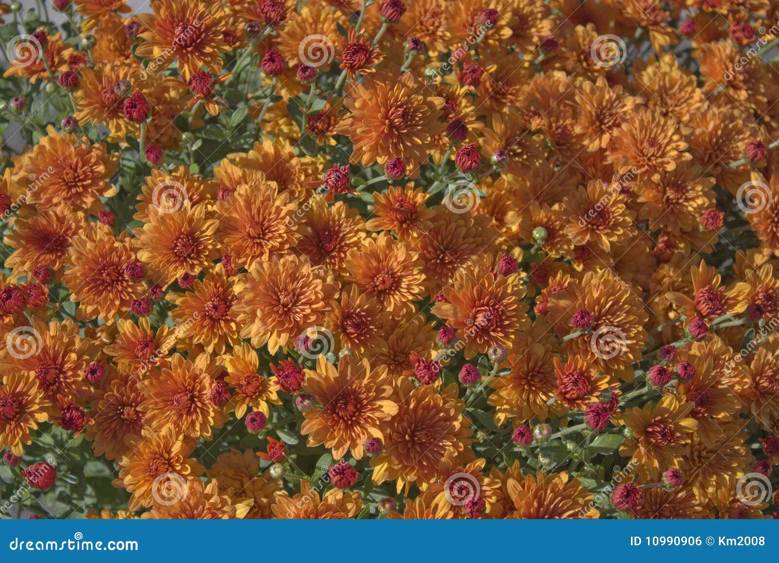 Fall Mums Royalty Free Stock Image - Image: 10990906