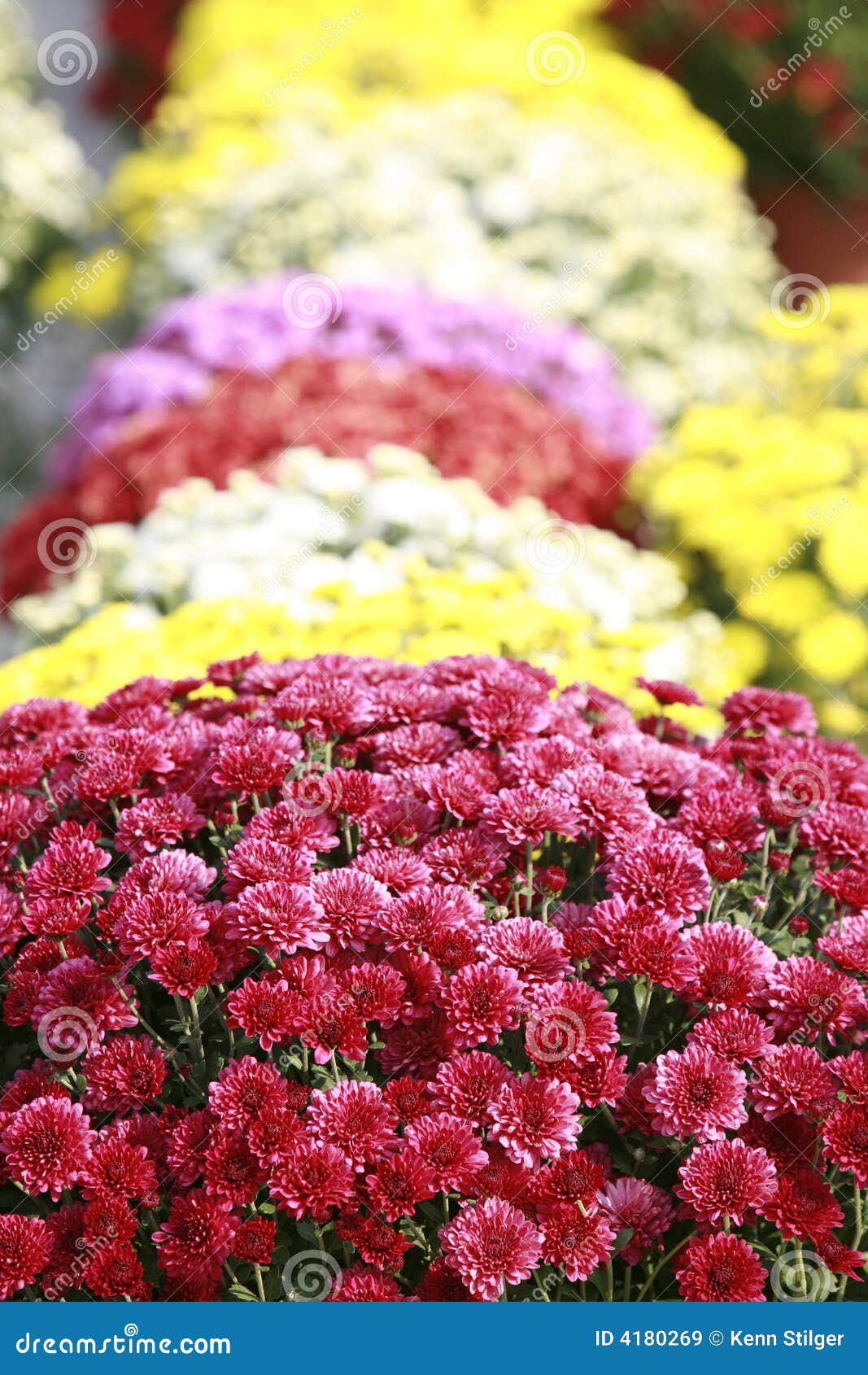 Fall Mums stock image. Image of plant, color, fall, buds - 4180269
