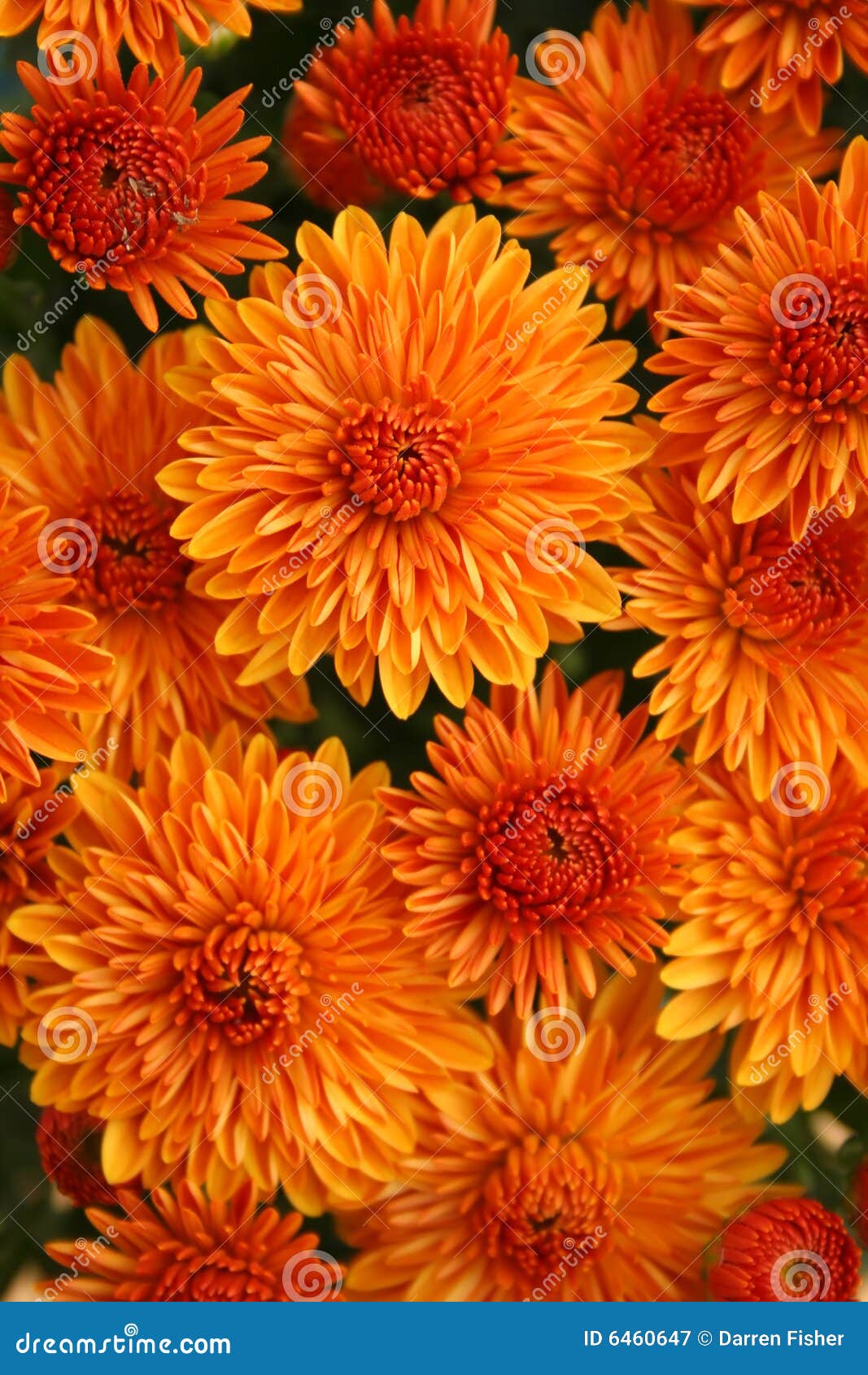 Fall Mums stock image. Image of head, color, blossom, flower - 6460647