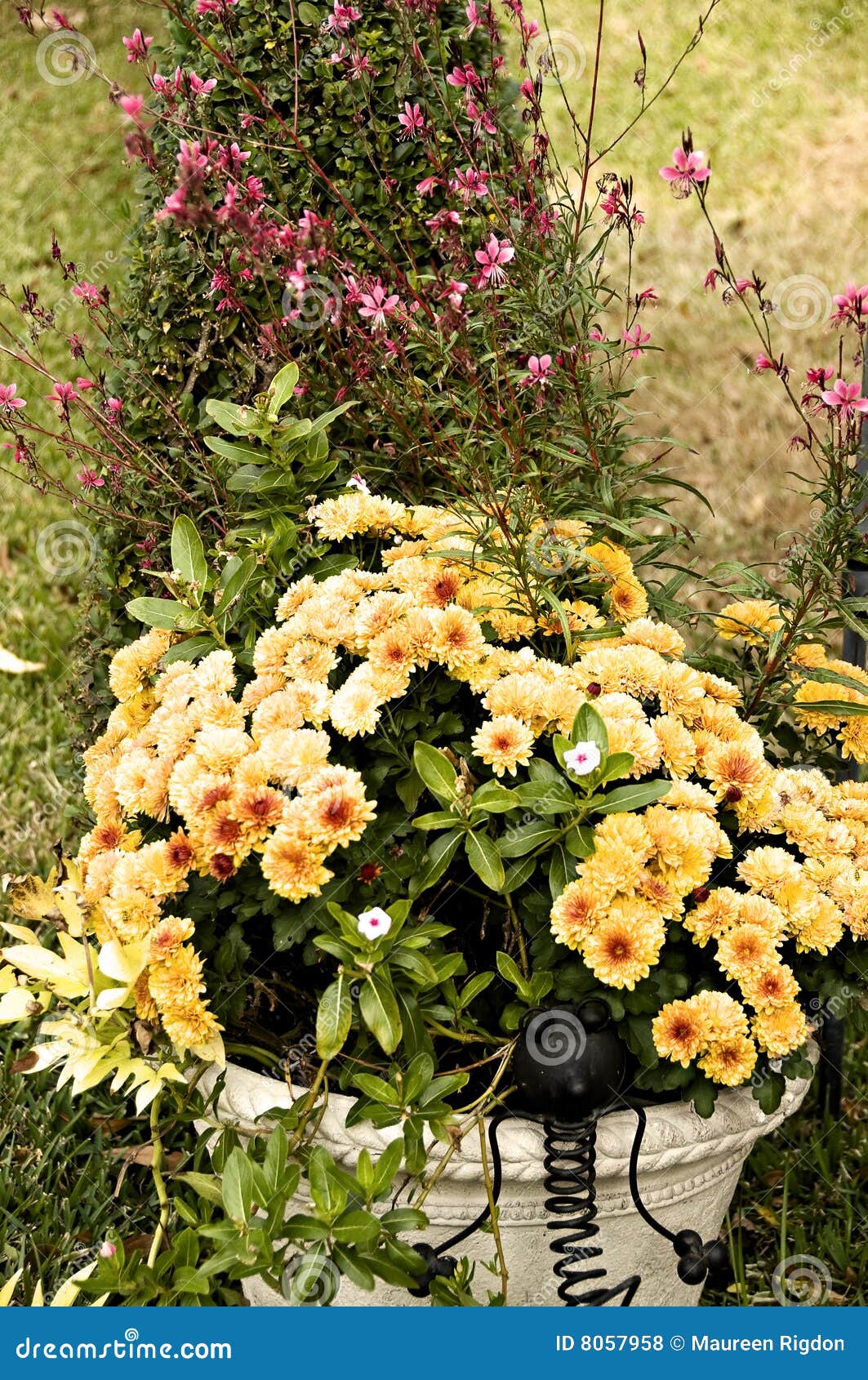 Fall Mums stock photo. Image of decorative, garden, autumn - 8057958