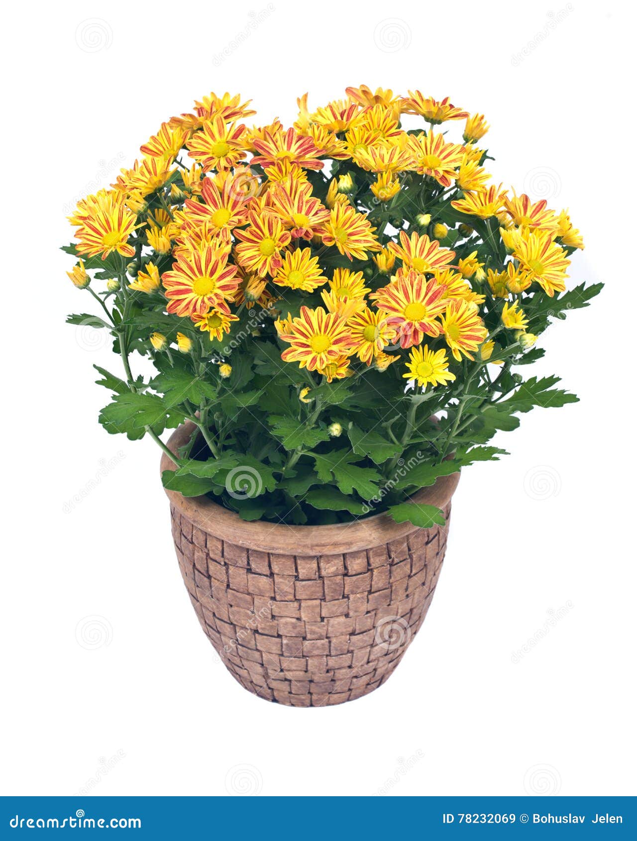 Fall mums flowers stock image. Image of flora, orange - 78232069