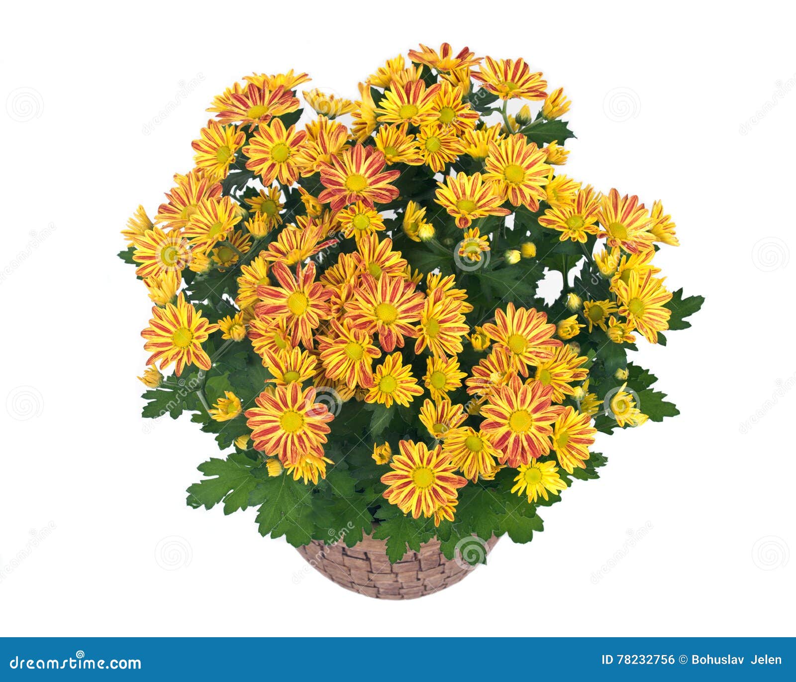 Fall mums flowers stock photo. Image of isolated, color - 78232756