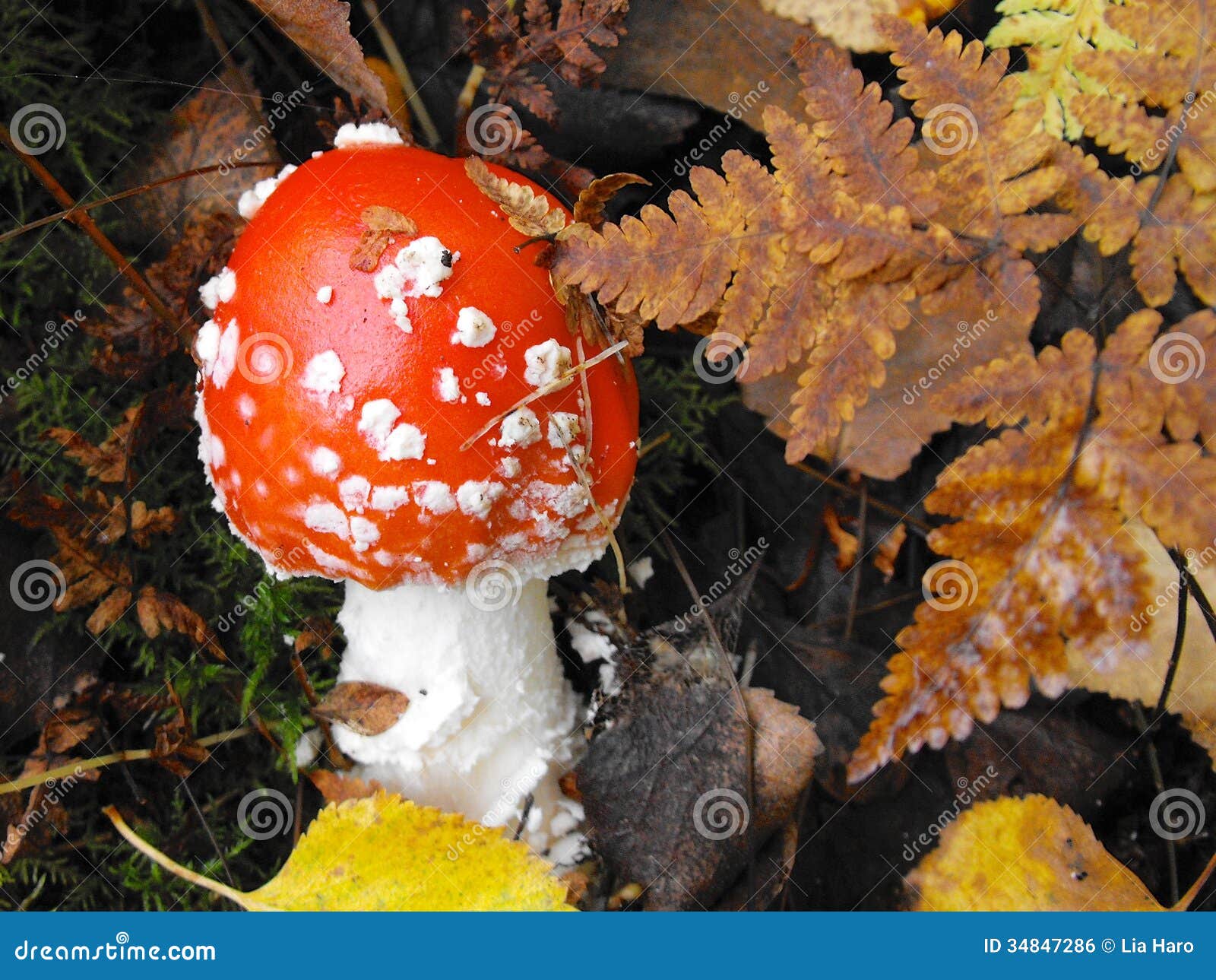 Fall mushroom stock photo. Image of orange, autumn, nature - 34847286