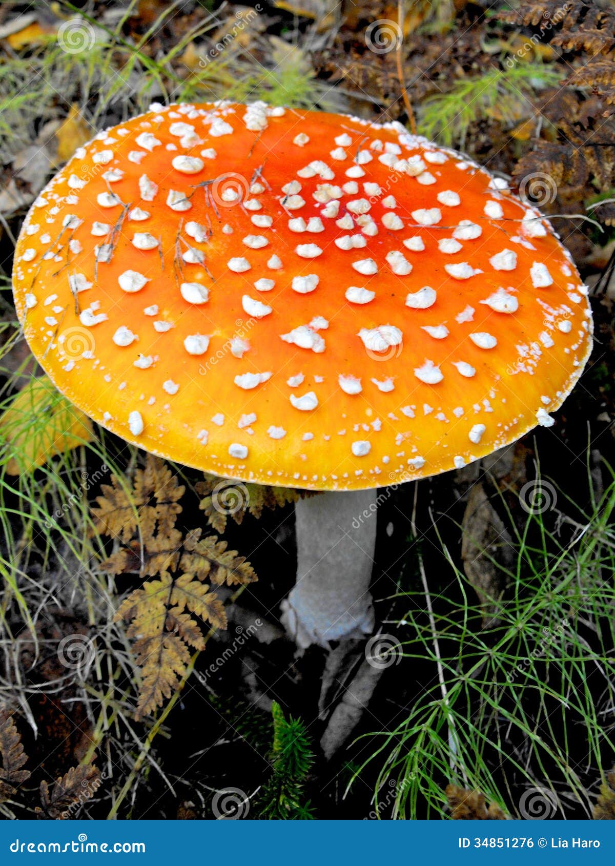 Fall mushroom stock photo. Image of agaricomycetes, fungus - 34851276