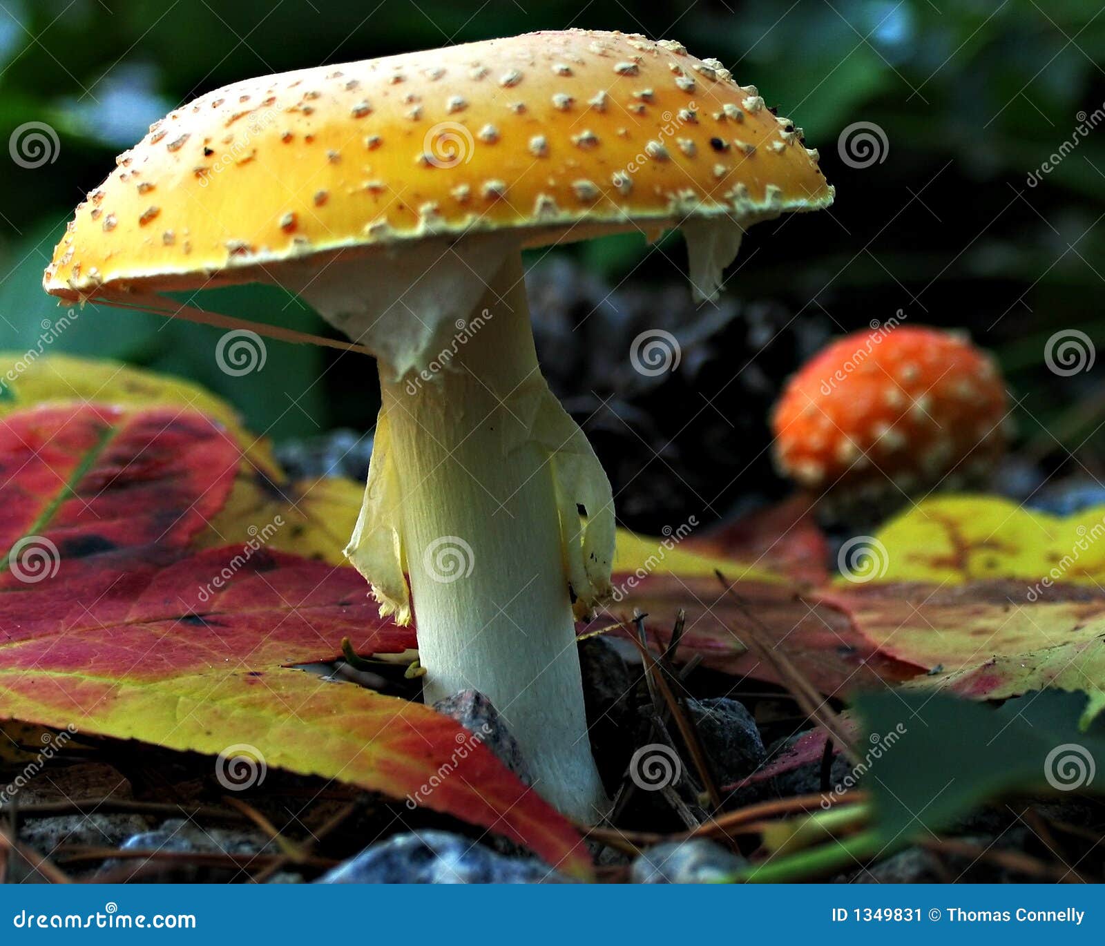 Fall Mushrooms stock image. Image of leaves, pair, spice - 1349831