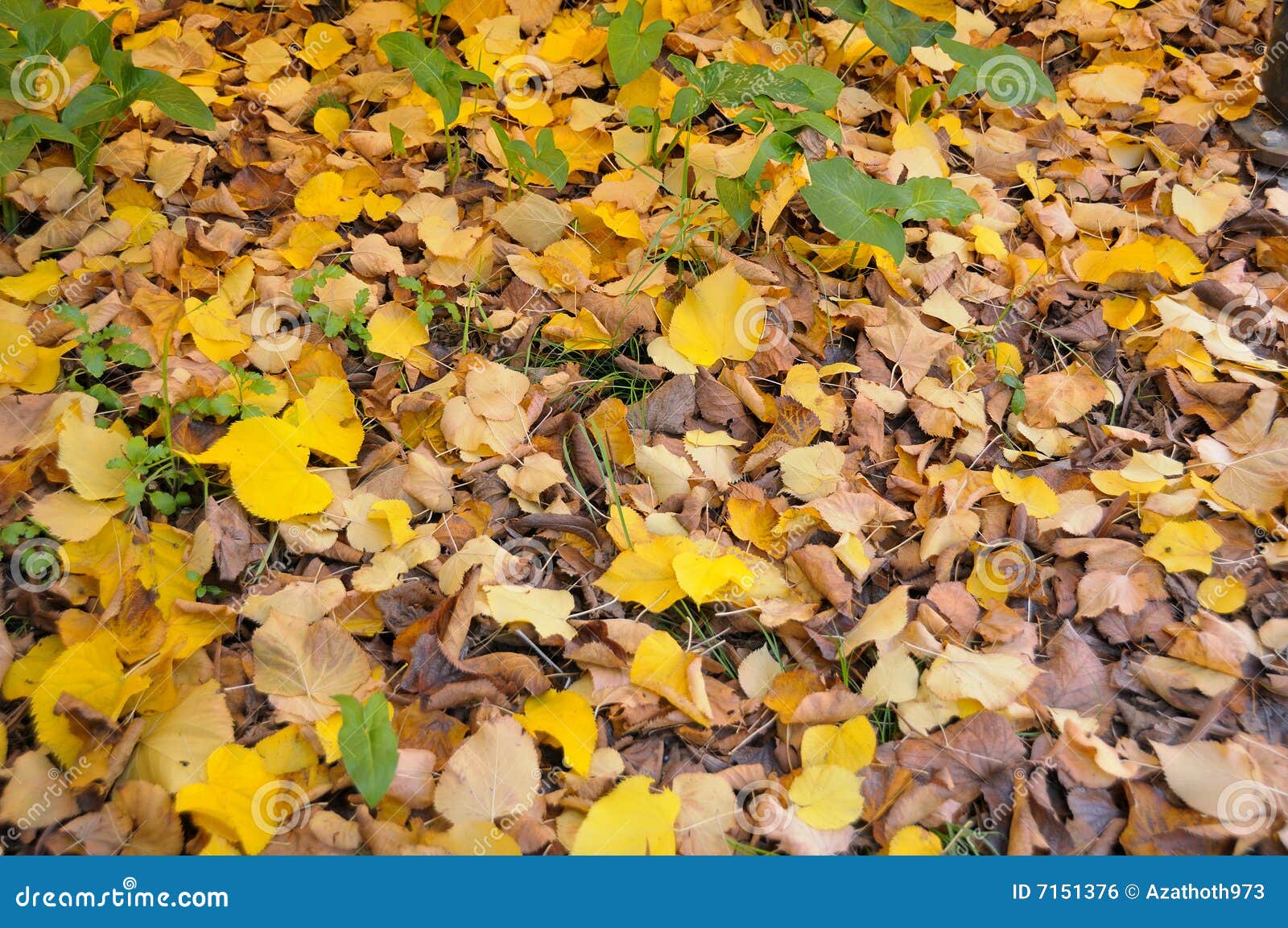 Fall Natural Texture stock photo. Image of environment - 7151376