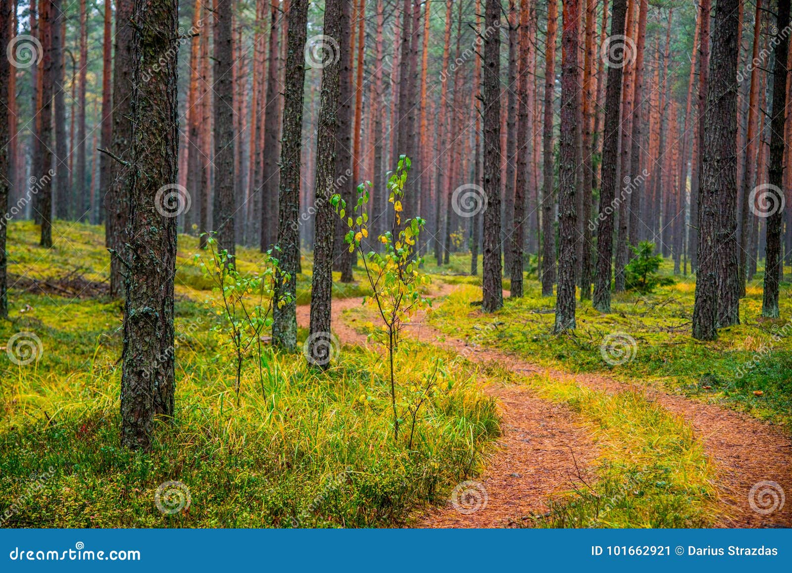 Fall nature colors stock image. Image of foliage, path - 101662921