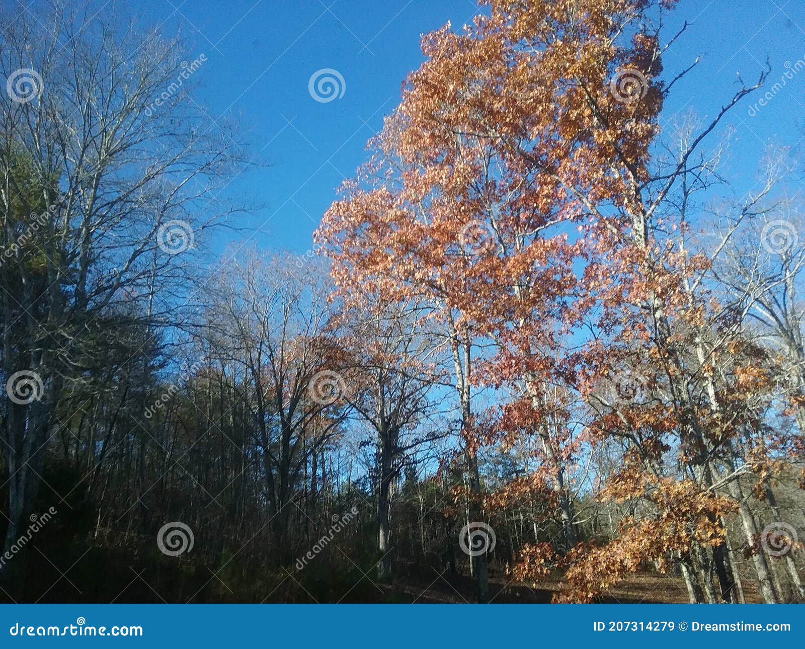 Fall Nature Woodland Skyline Stock Image - Image of skyl, tree: 207314279