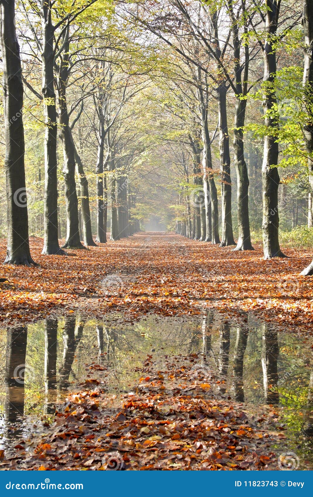 Fall in the Netherlands stock image. Image of picturesque - 11823743