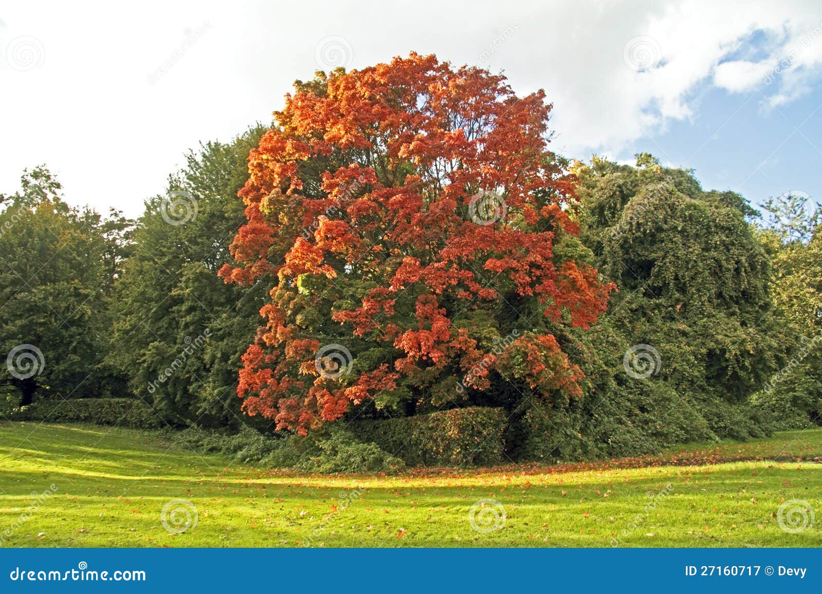 Fall in the Netherlands stock image. Image of fall, nature - 27160717