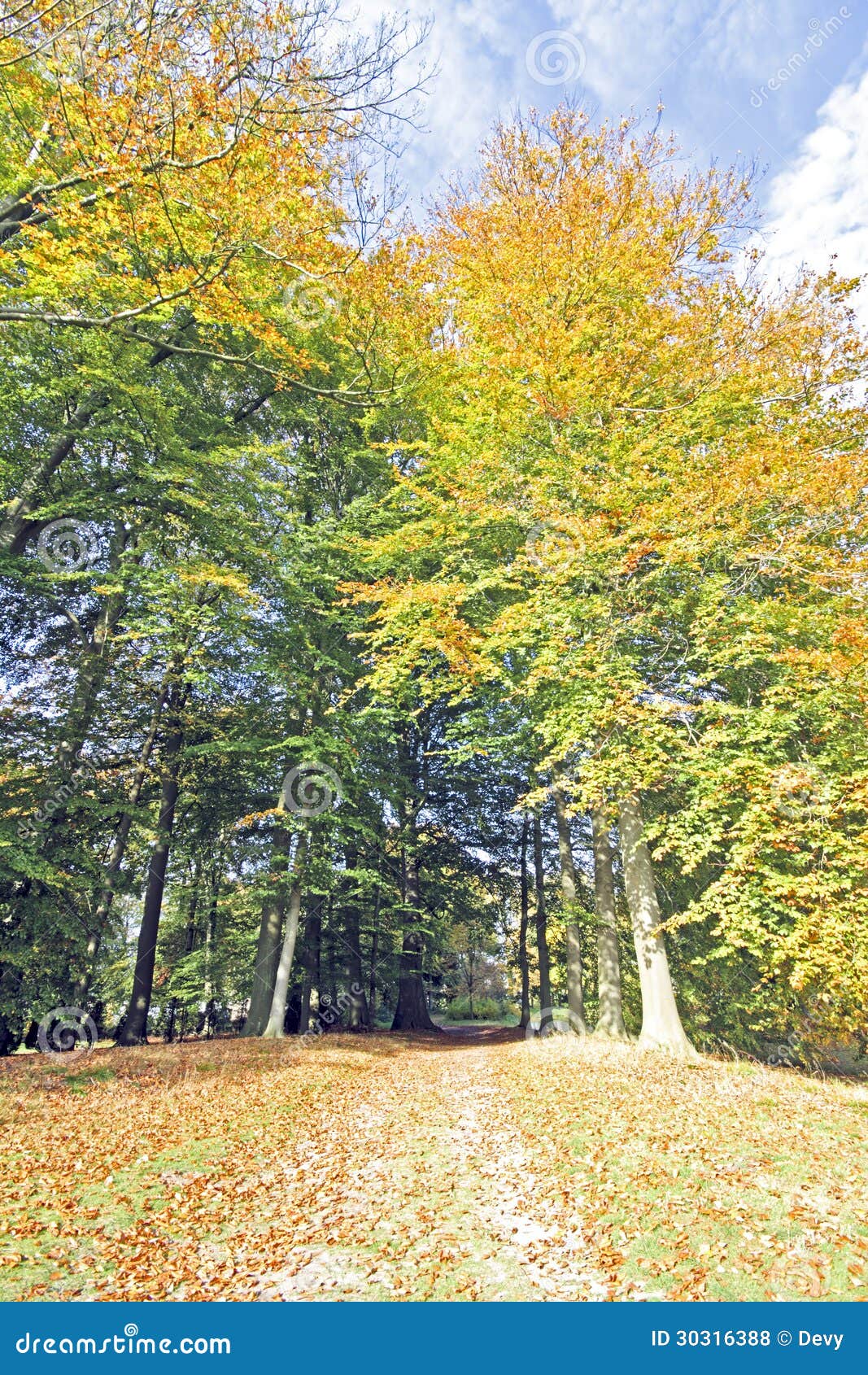 Fall in the Netherlands stock photo. Image of footpath - 30316388