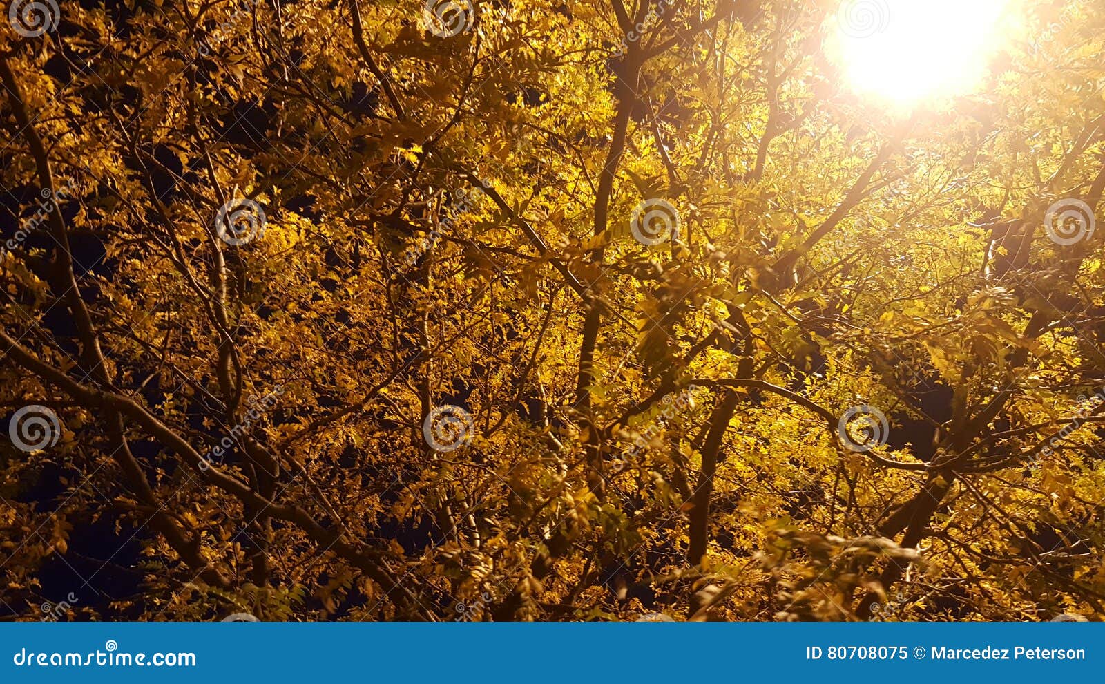 Fall at night stock image. Image of golden, leaves, fall - 80708075