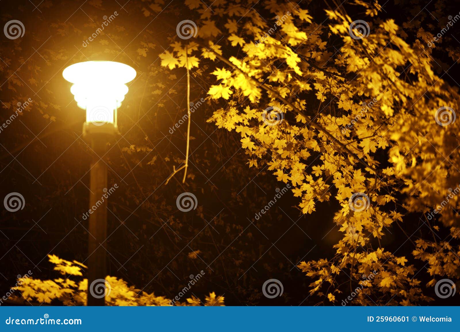 Fall Night in Park stock image. Image of urban, dark - 25960601