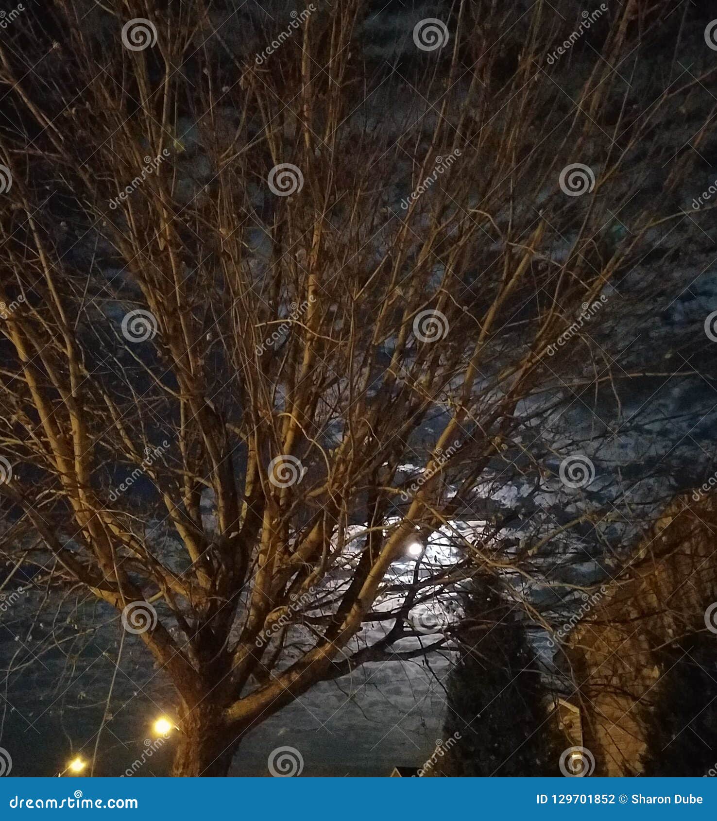 Fall night sky stock photo. Image of fall, night, moon - 129701852