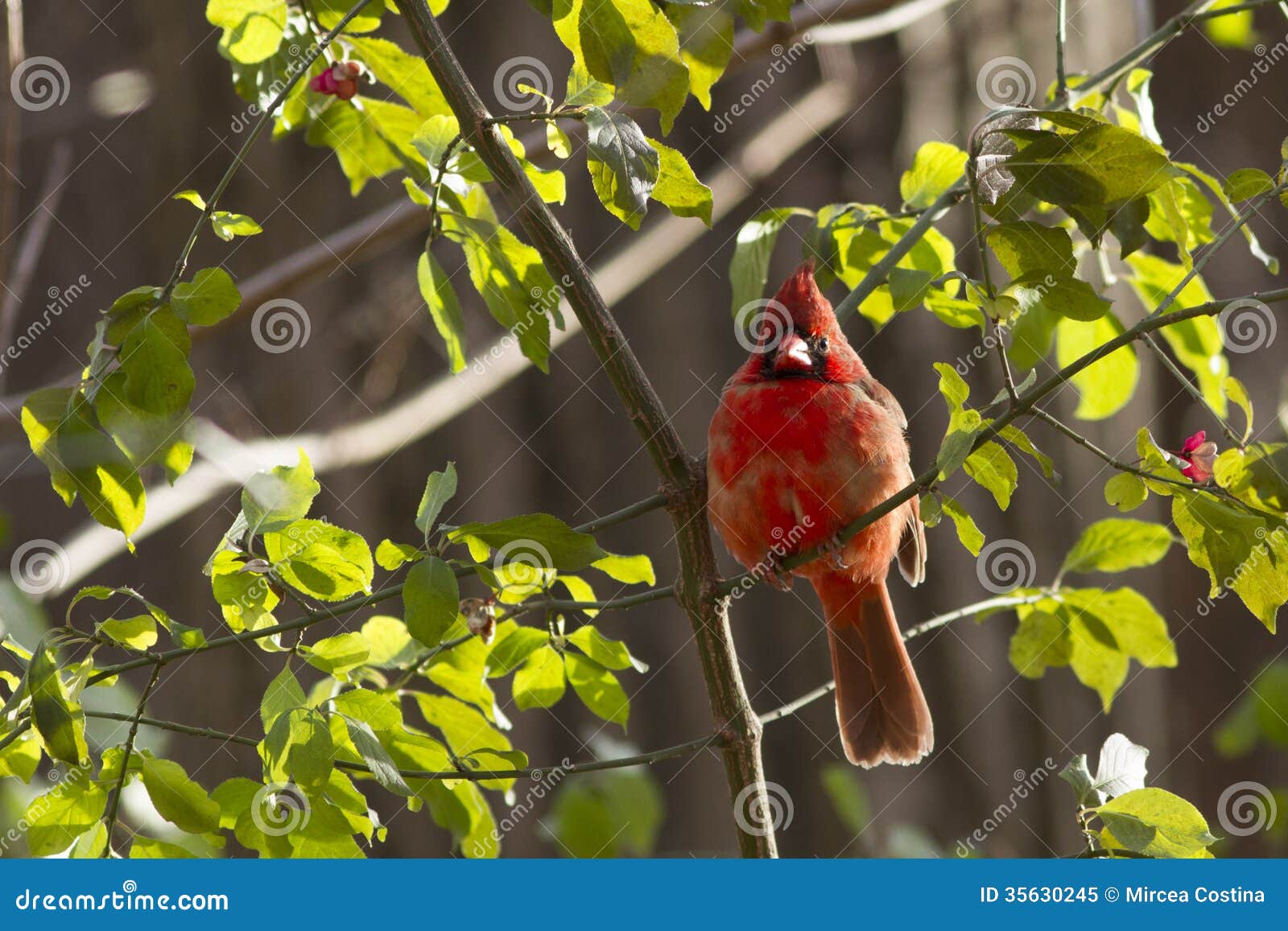 Fall Northern Cardinal stock image. Image of redbird - 35630245