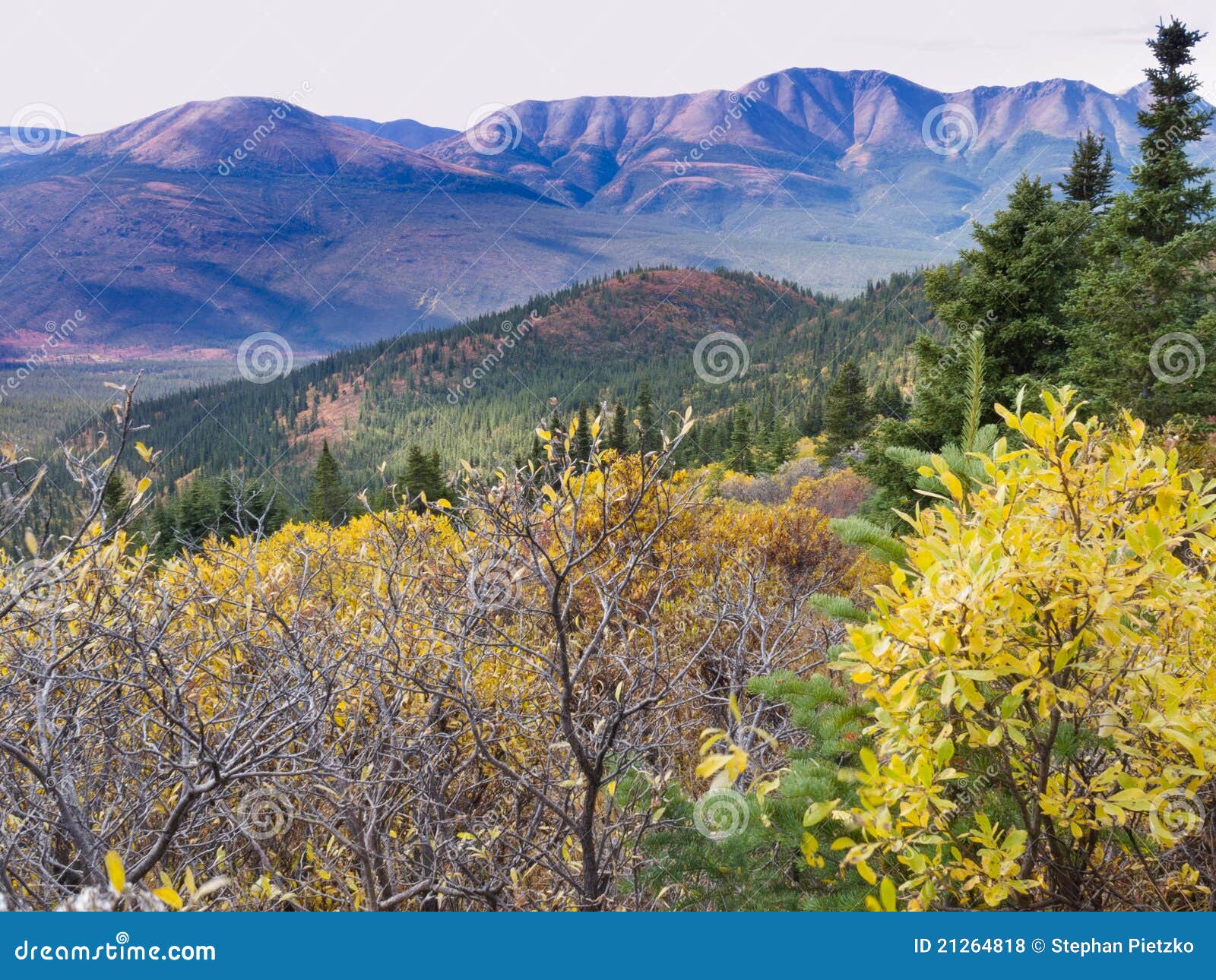 Fall in Northern Wilderness, Yukon T, Canada Stock Photo - Image of ...