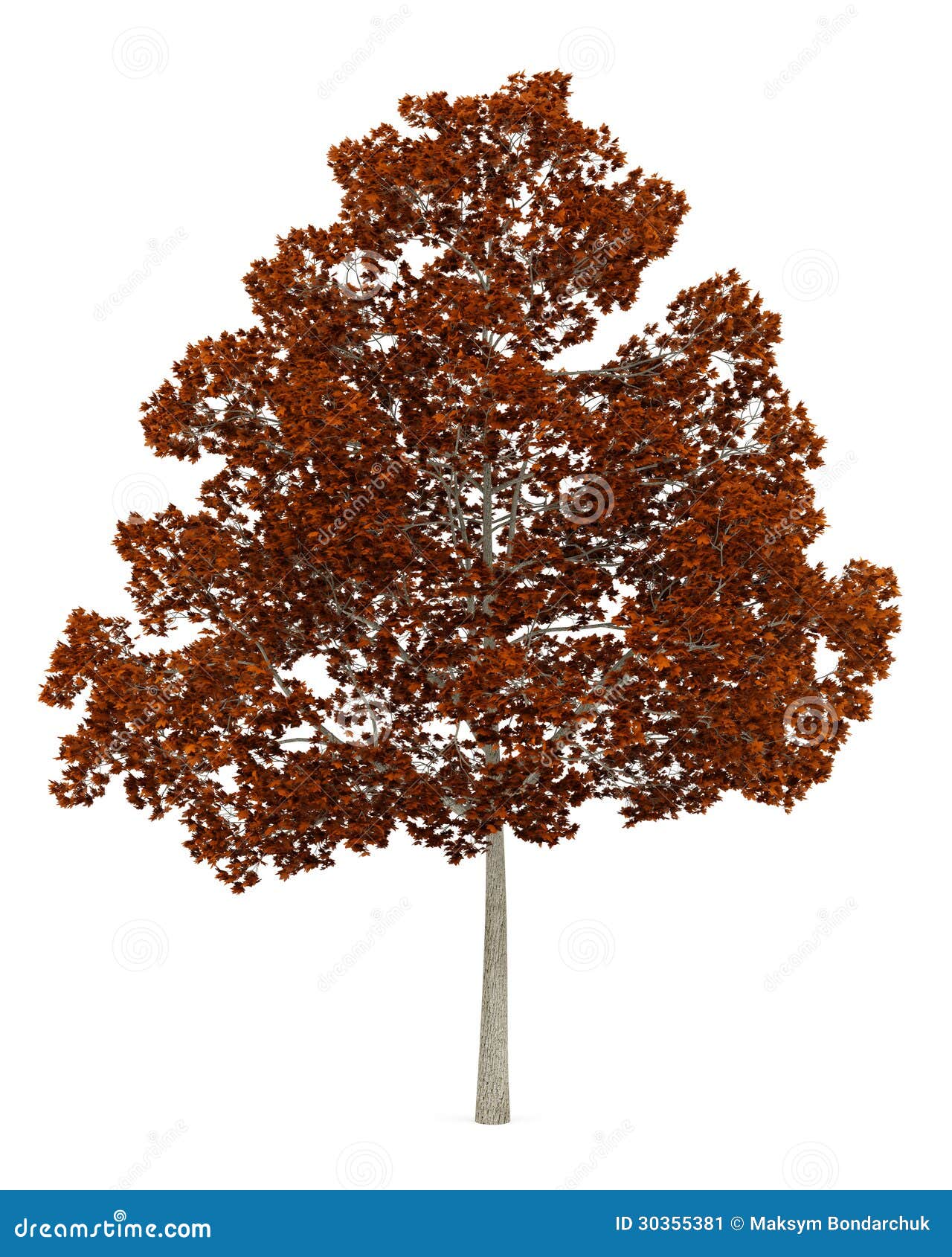 Fall Norway Maple Tree Isolated on White Stock Illustration ...