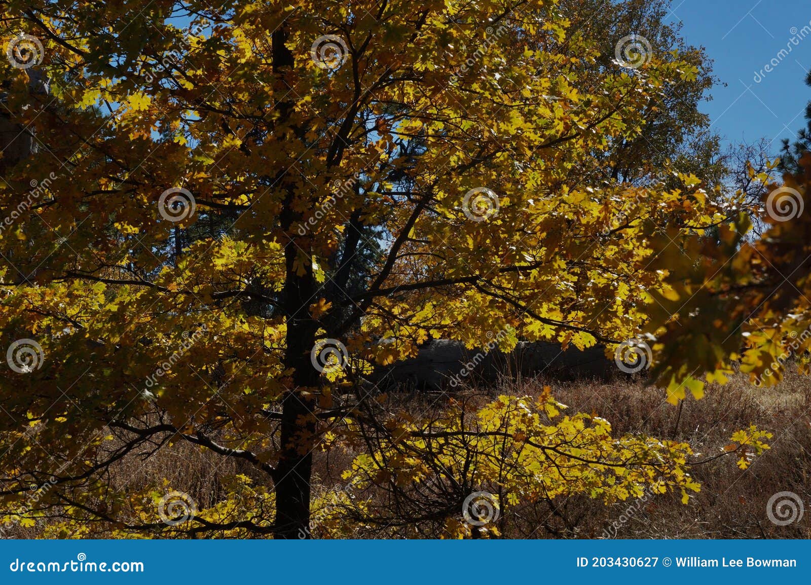 Fall Oak in Backlit Color stock image. Image of branches - 203430627