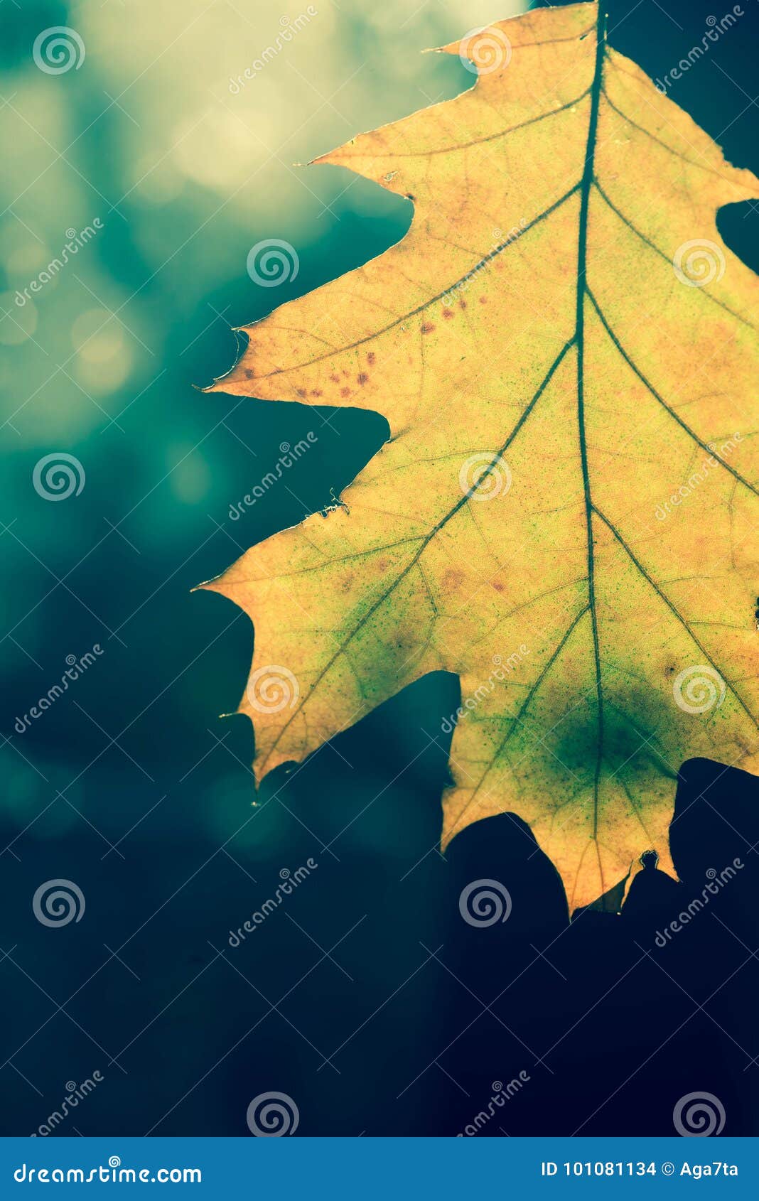 Fall Oak Leaf Macro Selective Focus Stock Photo - Image of background ...