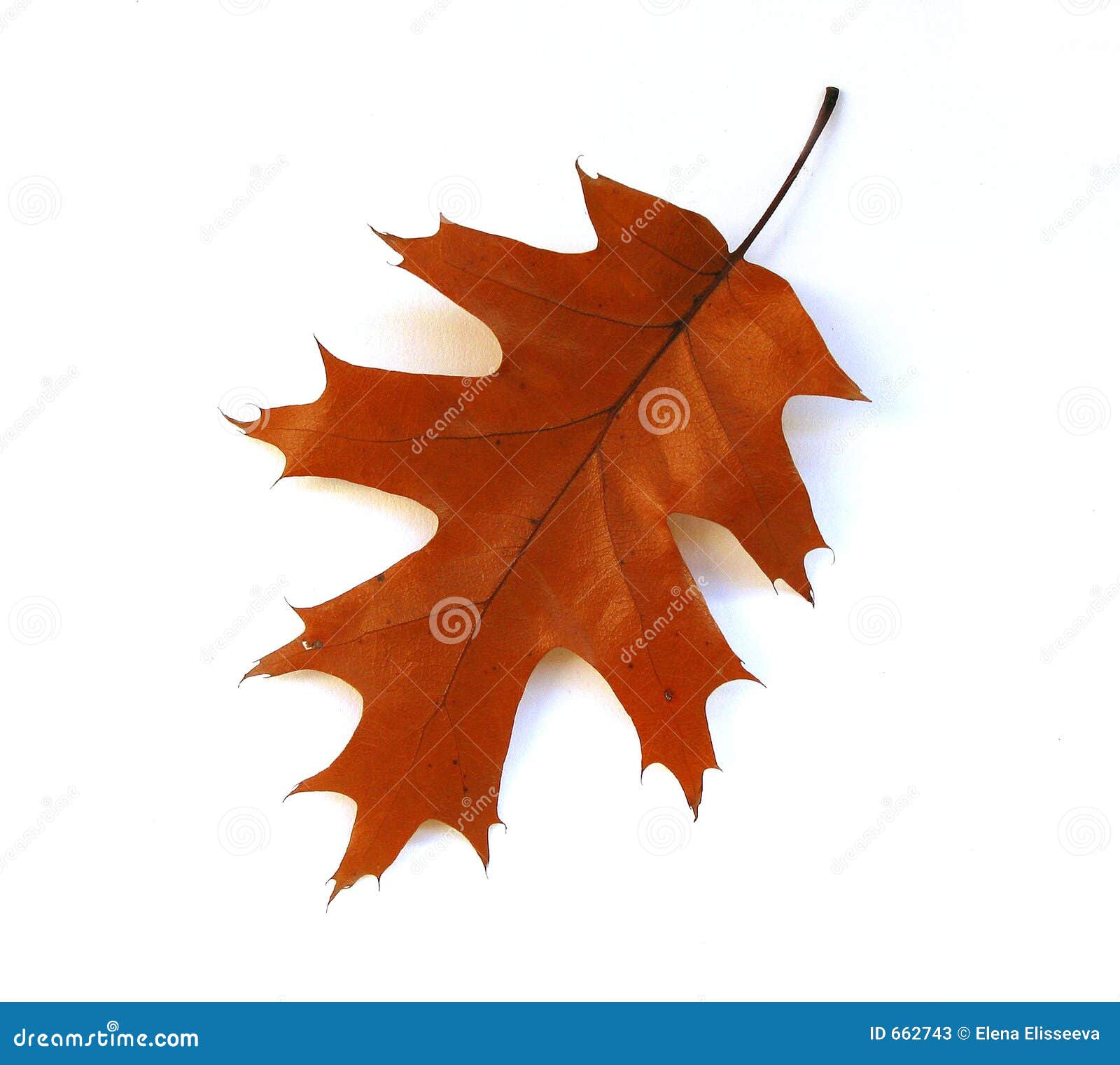 Fall Oak Leaf on White Background Stock Image - Image of color, light ...