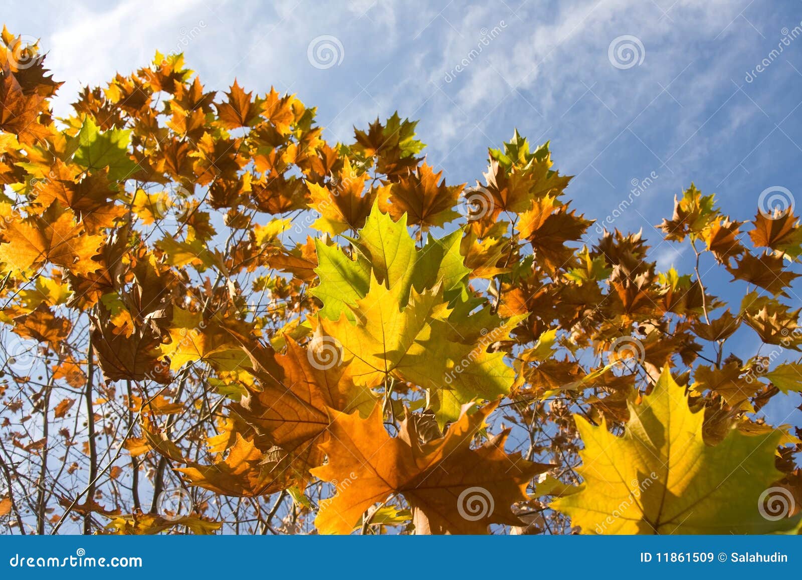 Fall oak leaves stock image. Image of yellow, closeup - 11861509
