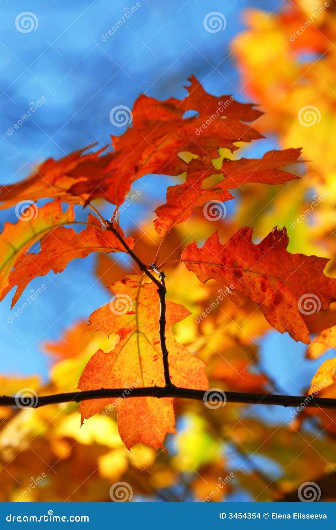 Fall oak leaves stock photo. Image of environment, nature - 3454354