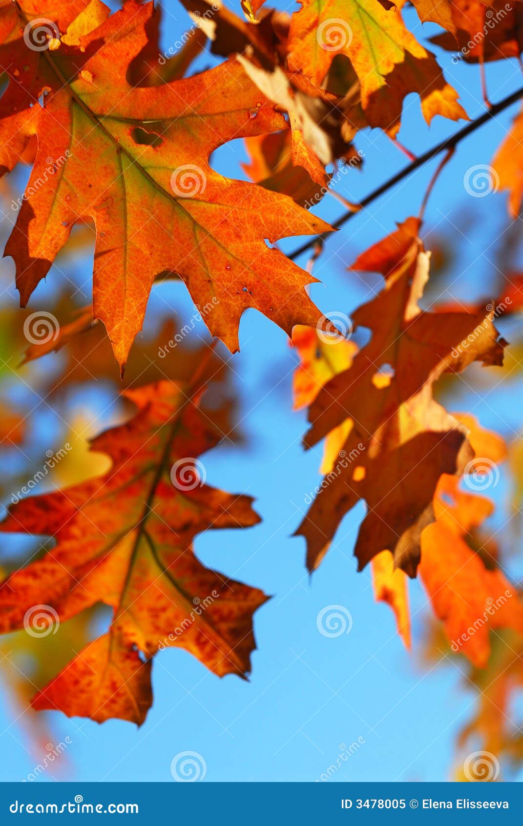 Fall oak leaves stock image. Image of branches, color - 3478005