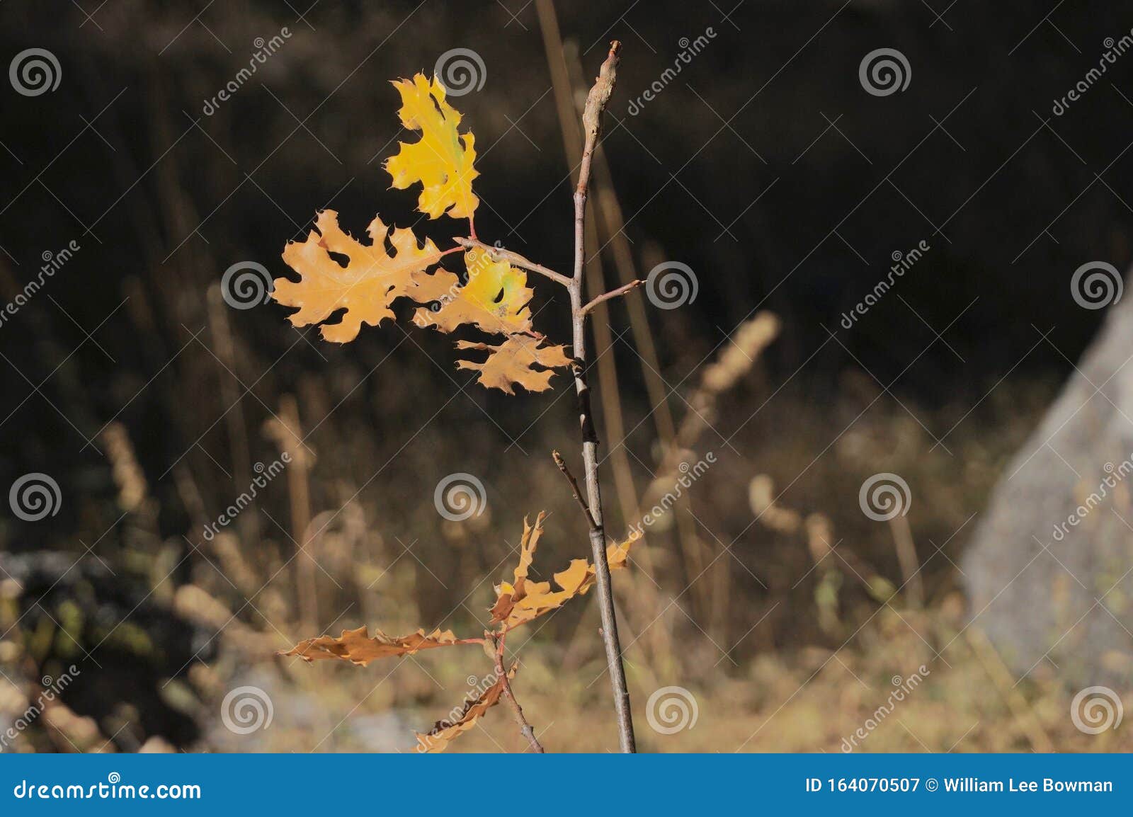 Fall Oak Leaves on a Stem stock image. Image of turning - 164070507