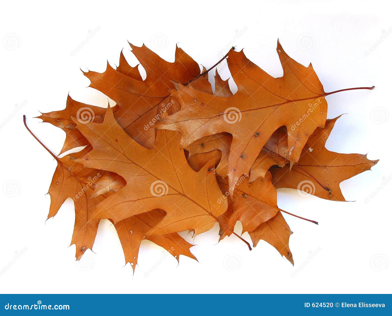 Fall Oak Leaves on White Background Stock Photo - Image of fall ...