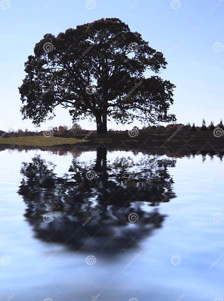 Fall Oak Tree stock image. Image of massive, branch, forest - 3633749