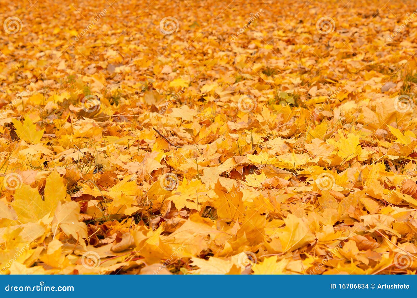 Fall Orange Autumn Leaves on Ground Stock Photo - Image of texture ...