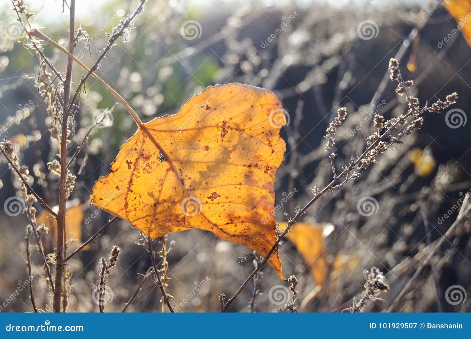 Fall Orange Poplar Leaf on the Background of Dry Grass. Autumn Backdrop ...