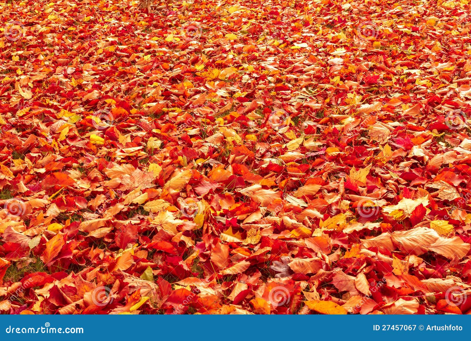 Fall Orange and Red Autumn Leaves on Ground Stock Image - Image of ...