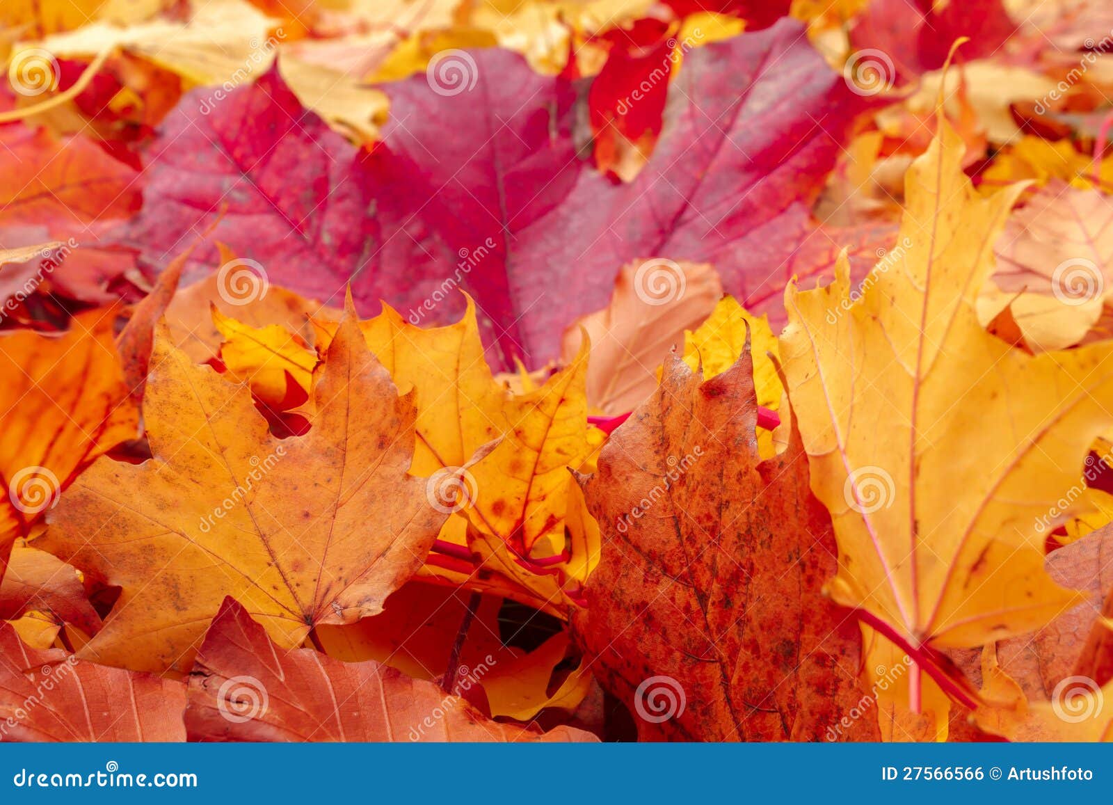 Fall Orange and Red Autumn Leaves on Ground Stock Photo - Image of ...