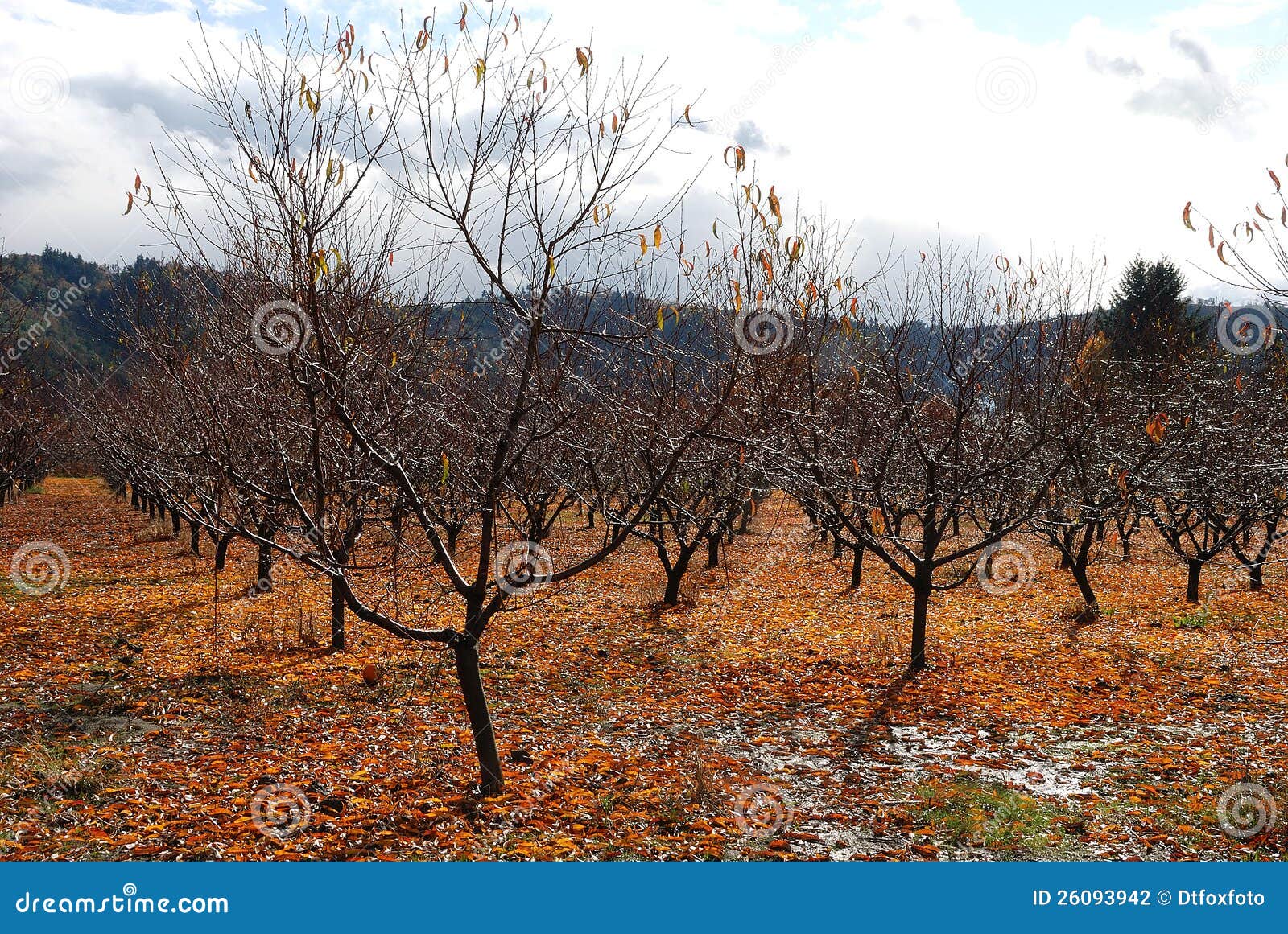 Fall Orchard stock photo. Image of autumn, golden, farm - 26093942