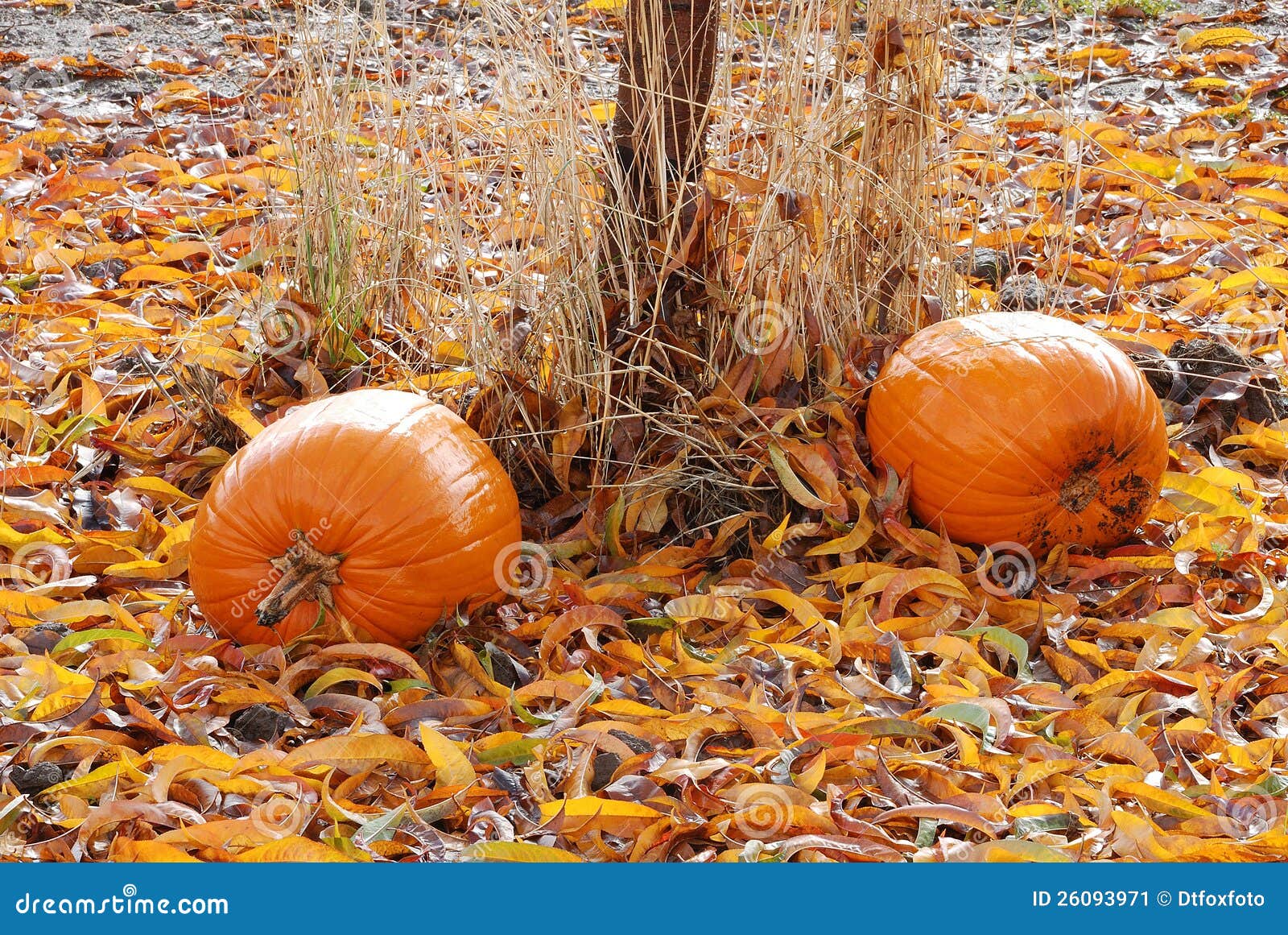 Fall Orchard stock image. Image of agriculture, festive - 26093971
