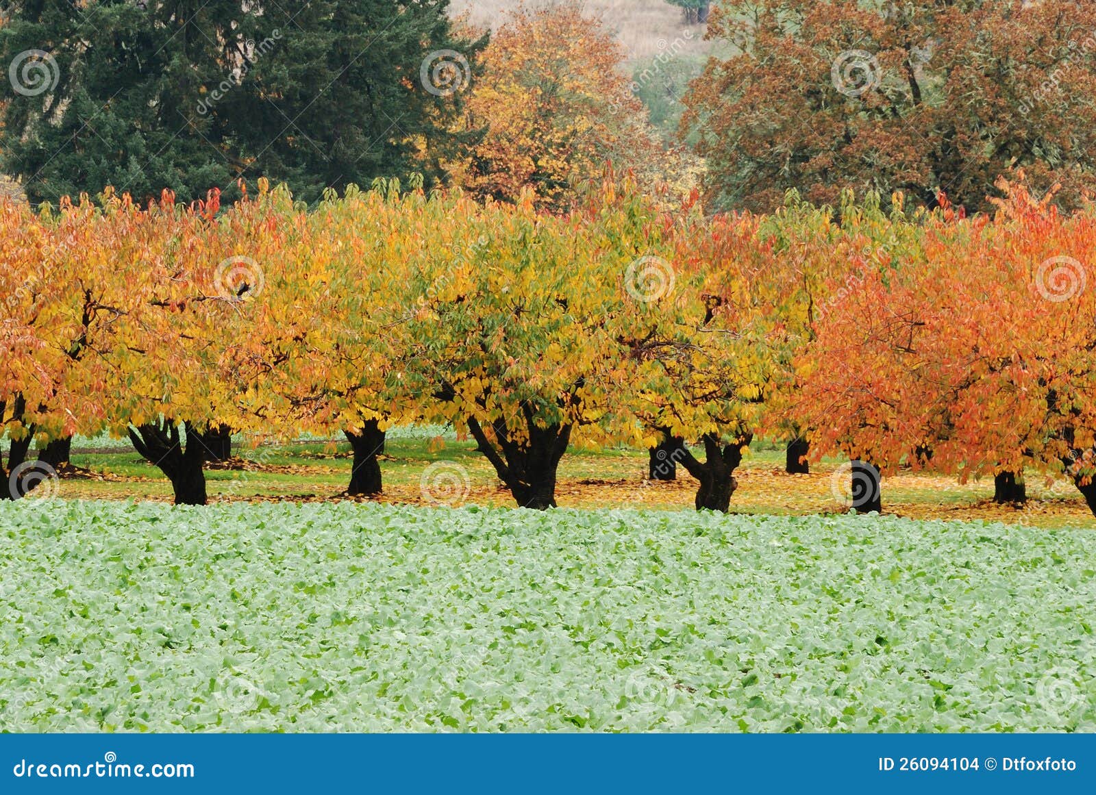 Fall Orchard stock photo. Image of seasonal, autumn, november - 26094104