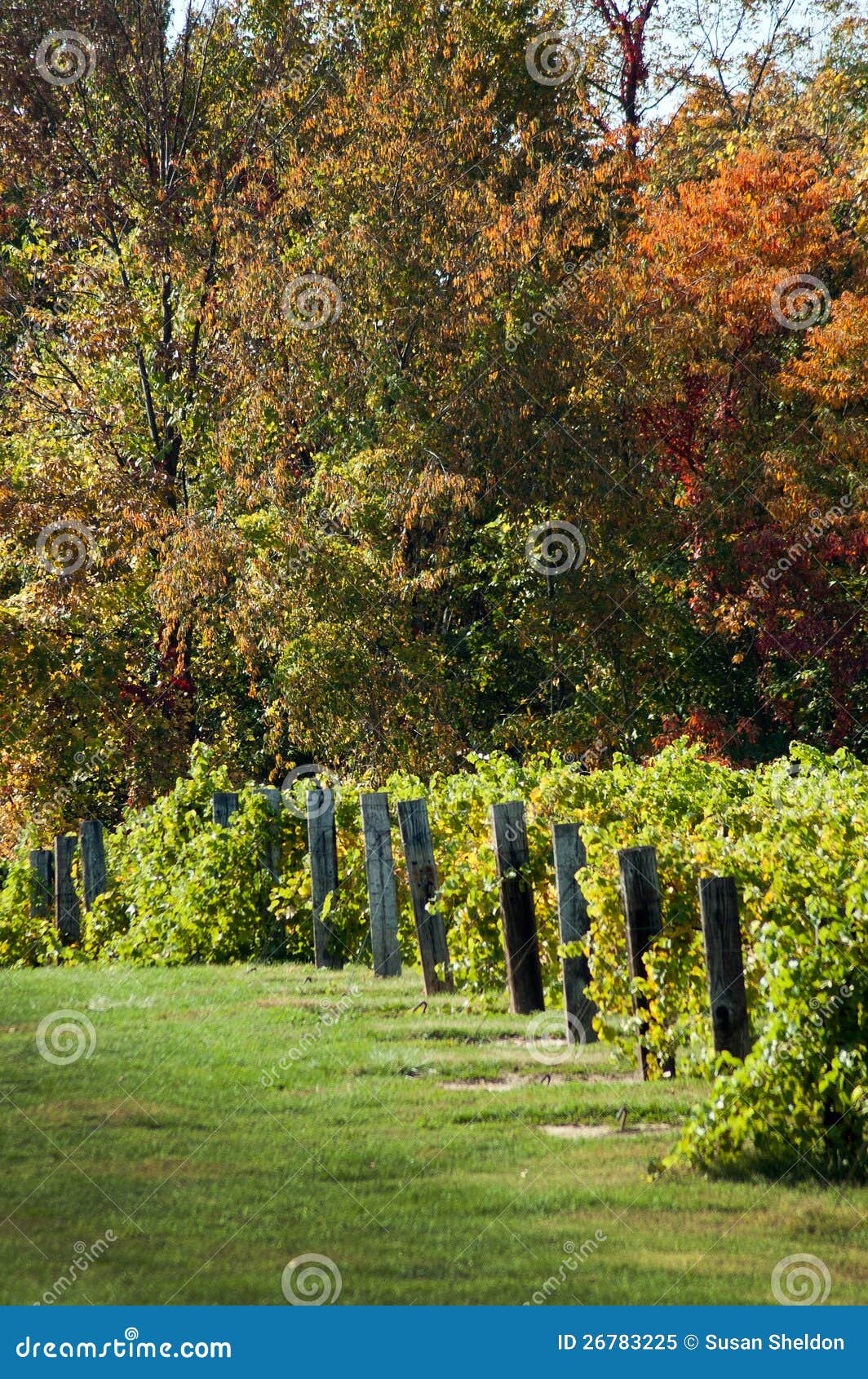 Fall orchard stock image. Image of grapes, agriculture - 26783225