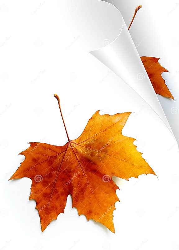 Fall Pages stock photo. Image of isolated, memo, closeup - 6563374