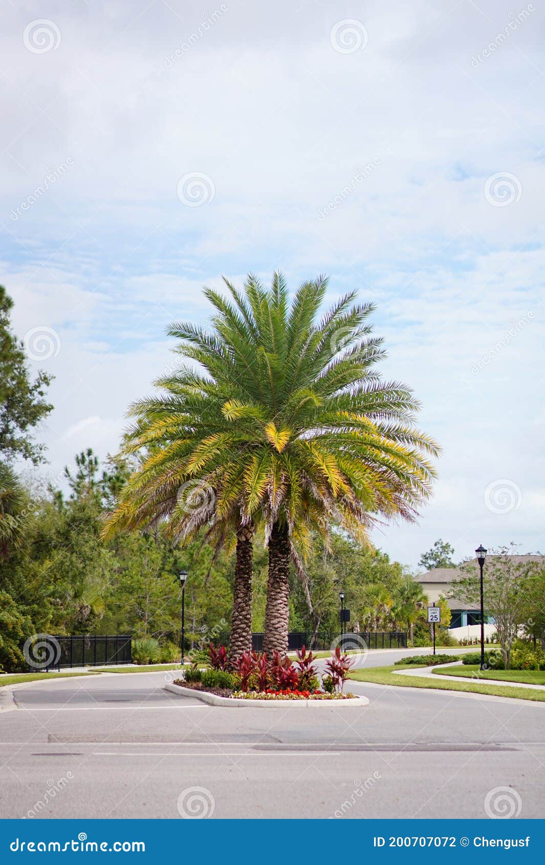 Fall Palm Tree and White Cloud Stock Photo - Image of landscape, beauty ...