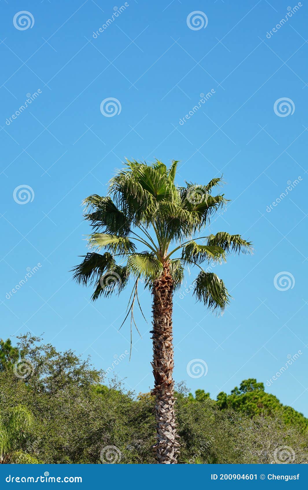 Fall Palm Tree and White Cloud Stock Image - Image of dusky, beauty ...