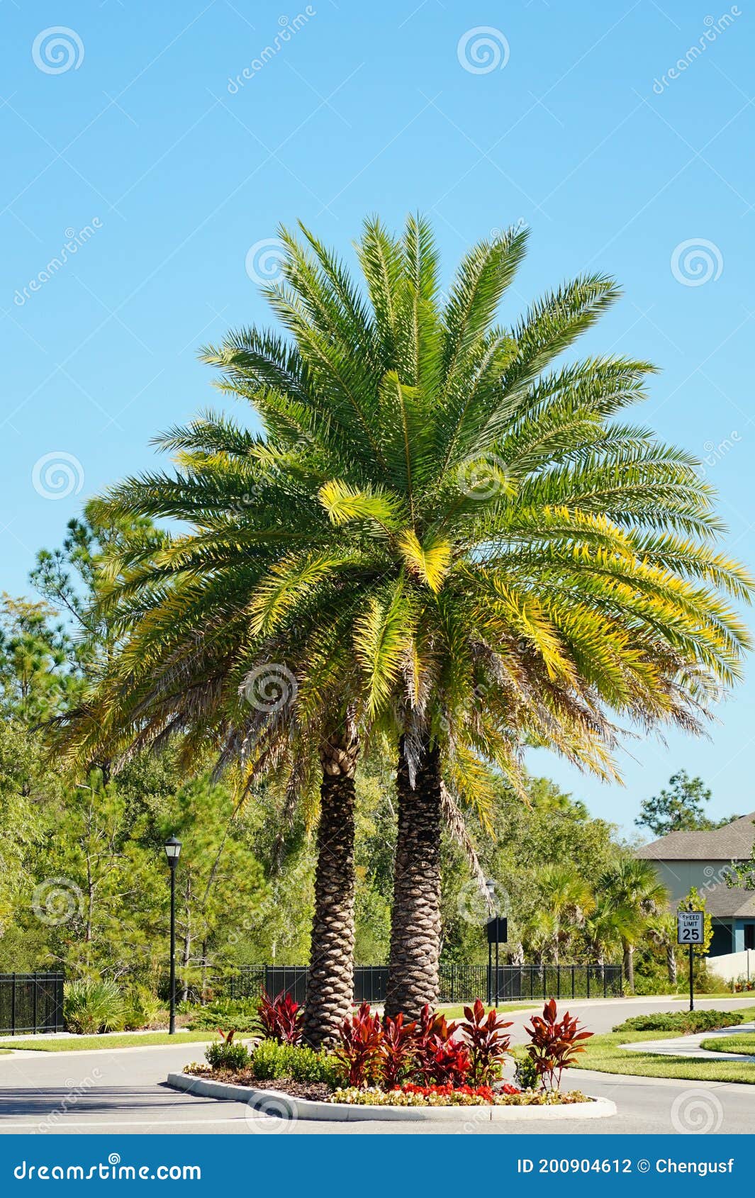 Fall Palm Tree and White Cloud Stock Photo - Image of holiday ...