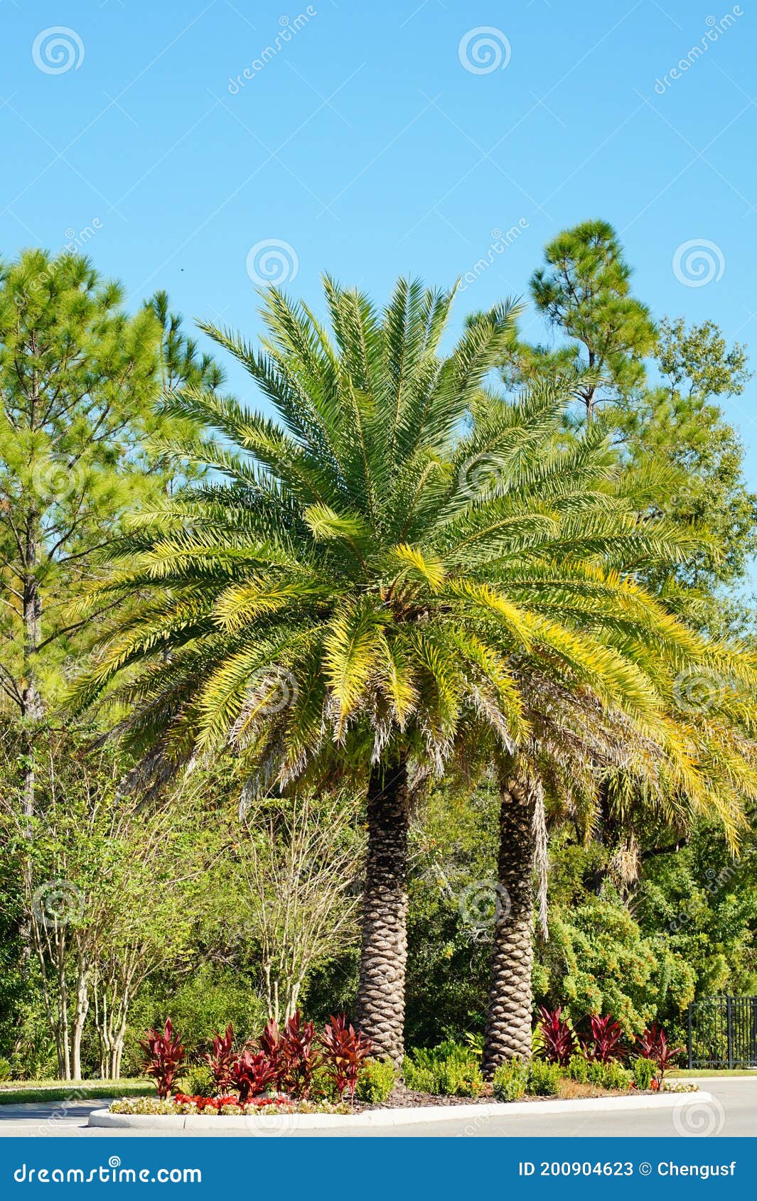 Fall Palm Tree and White Cloud Stock Image - Image of house, green ...