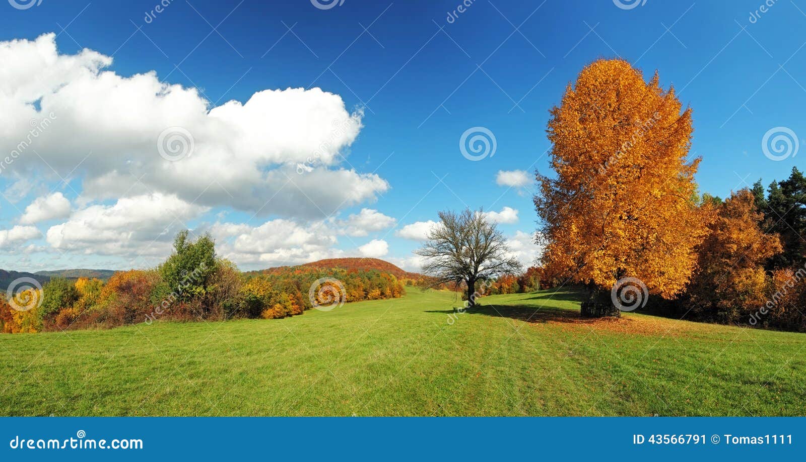 Fall Panorama with forest stock image. Image of outdoors - 43566791
