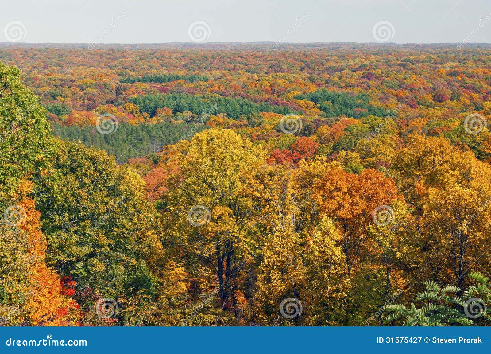 Fall Panorama in a Midwest Forest Stock Image - Image of fall, view ...